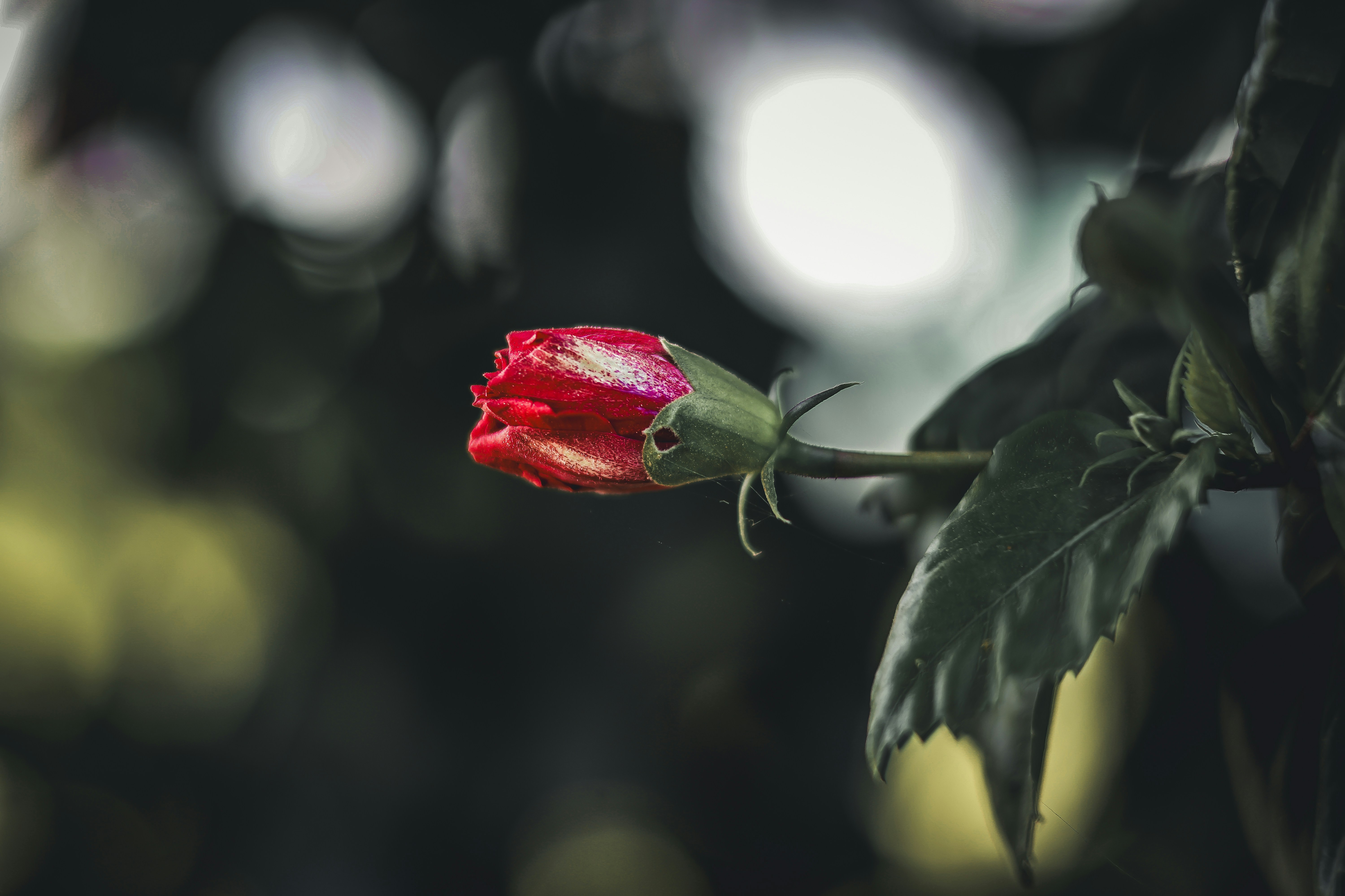 Emerging Elegance: The Bud's Promise