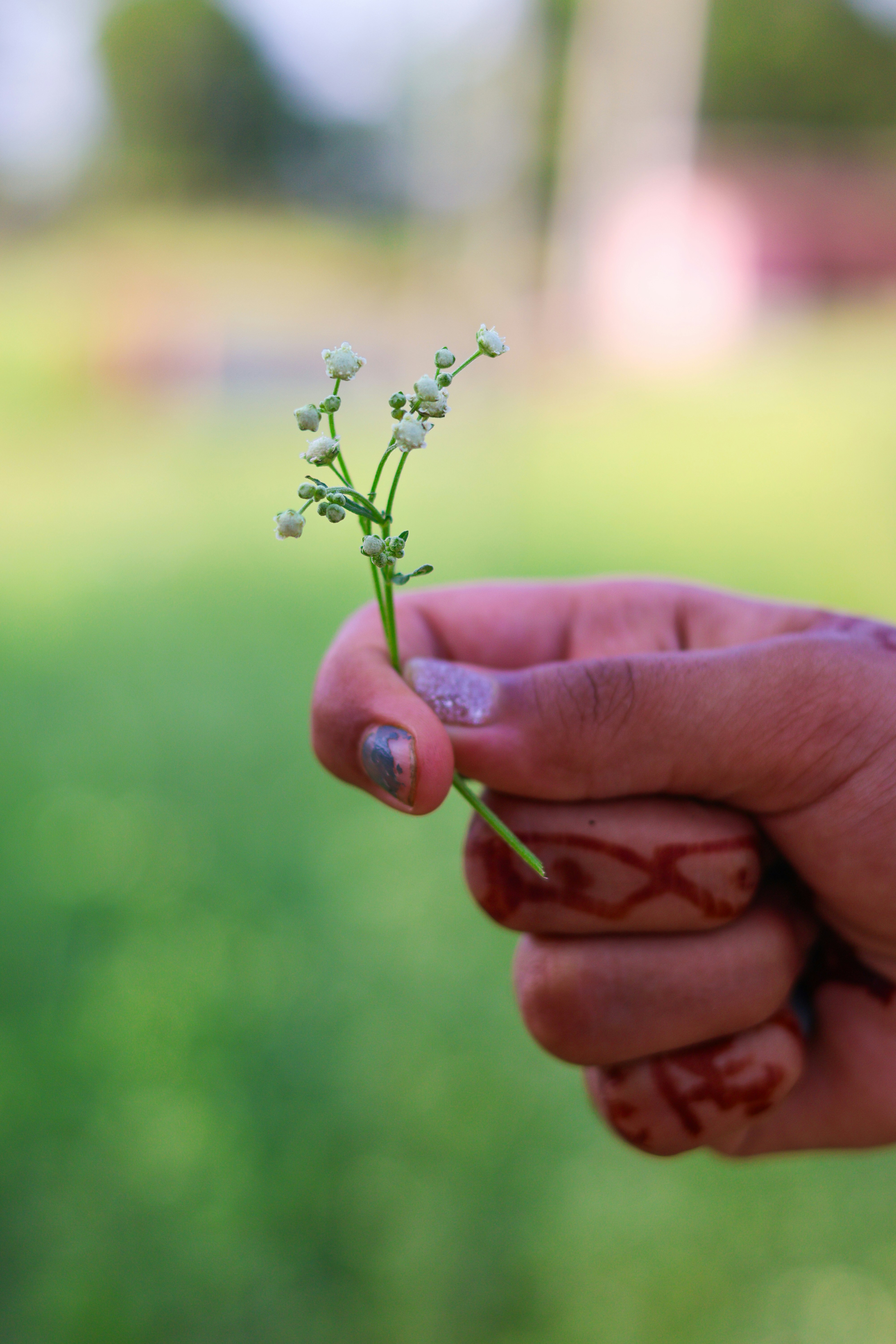 Tiny White Bloom in a Handful of Quiet Light