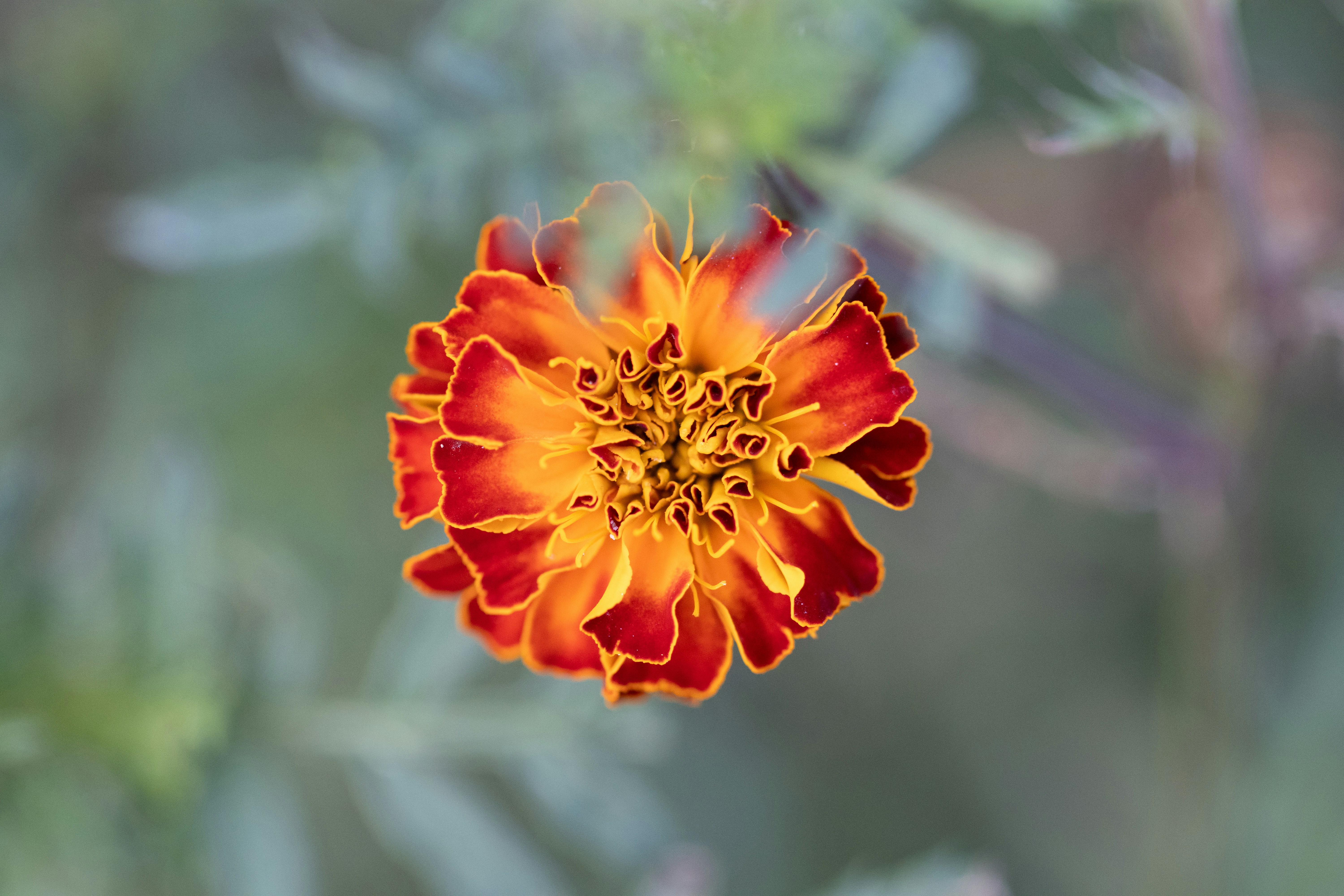 A marigold flower showcases its intricate petals in fiery hues of orange and red, surrounded by soft green foliage.