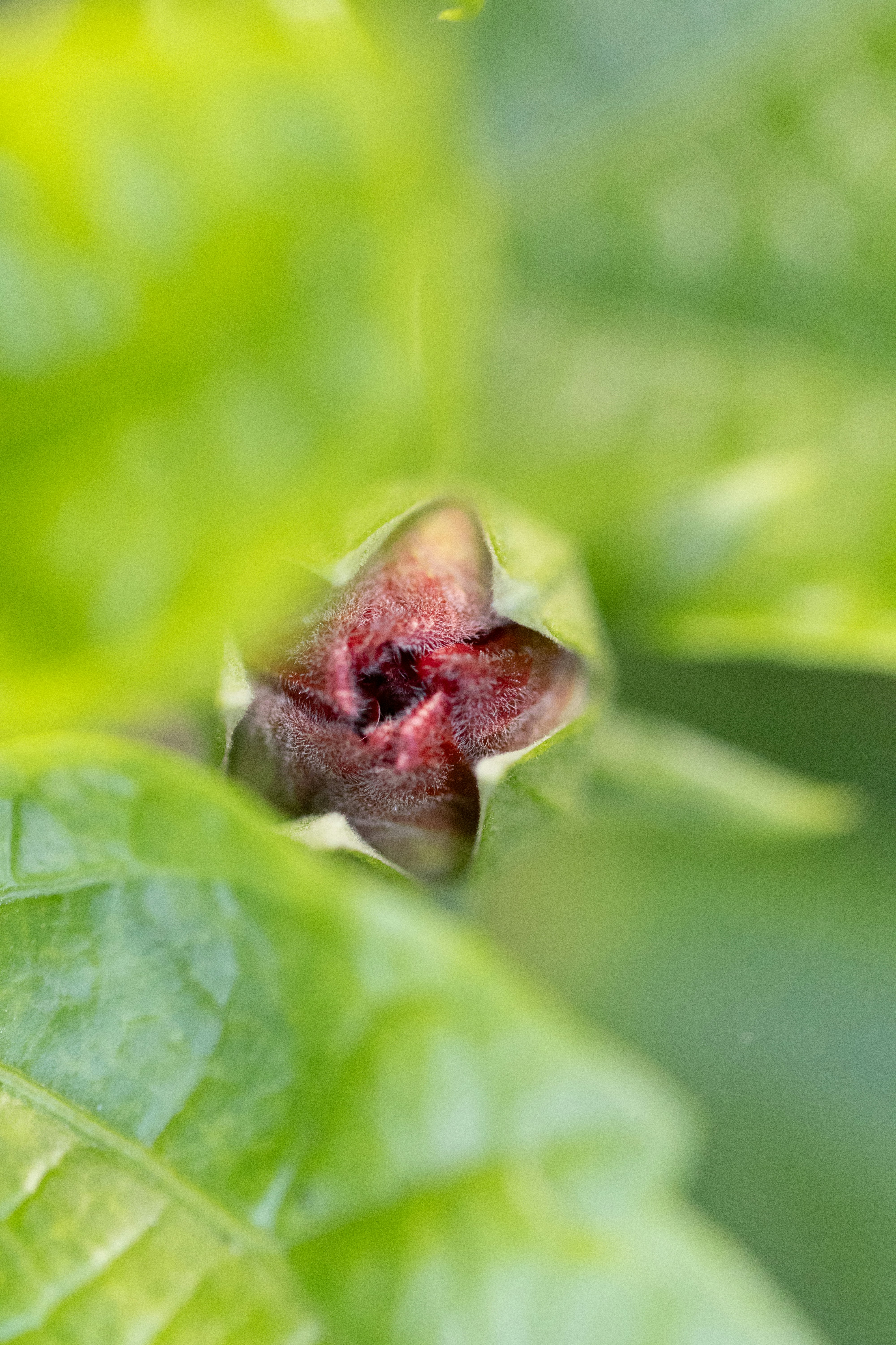 A flower bud | A close-up of a flower bud.