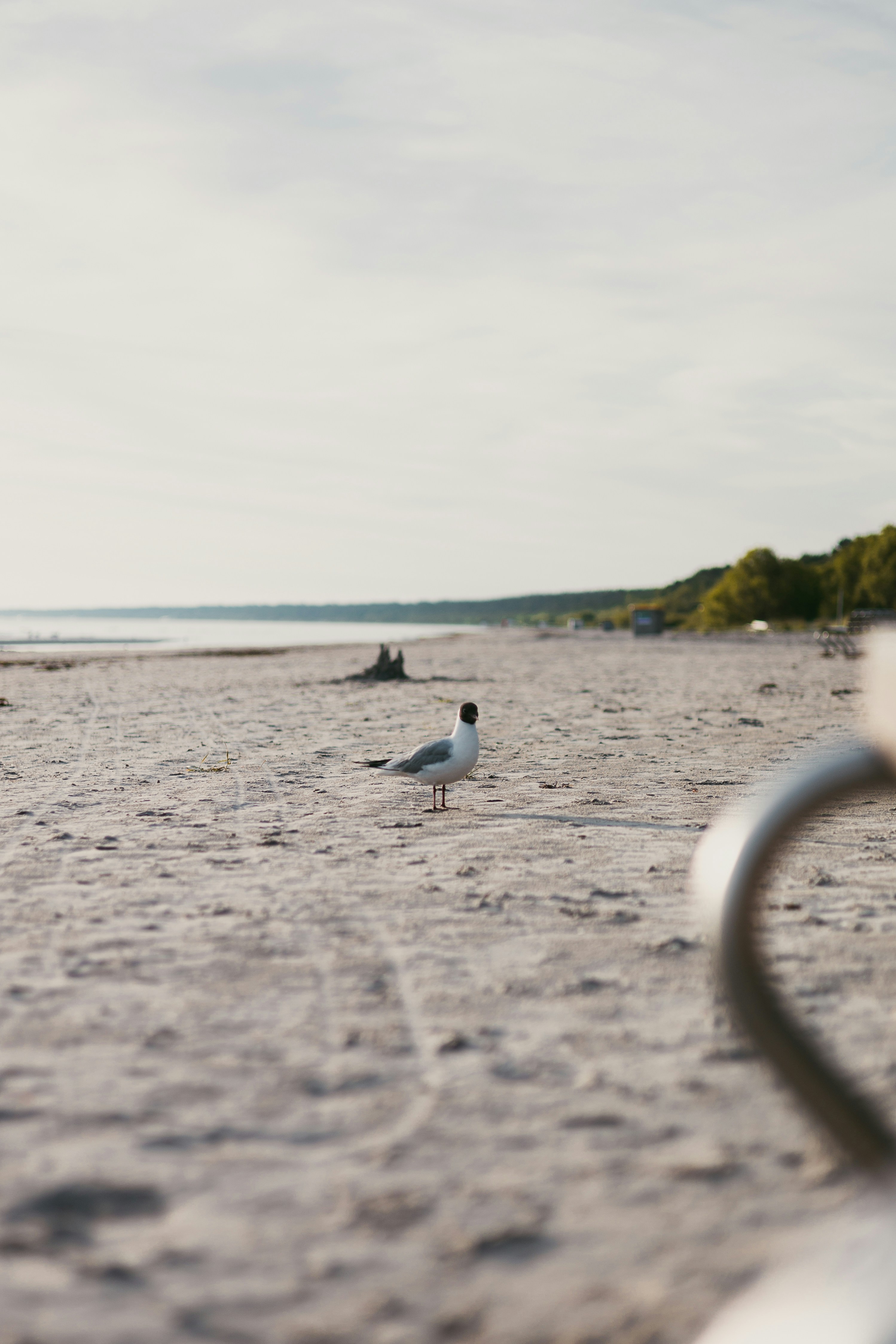 Solitary Sentinel on the Shoreline