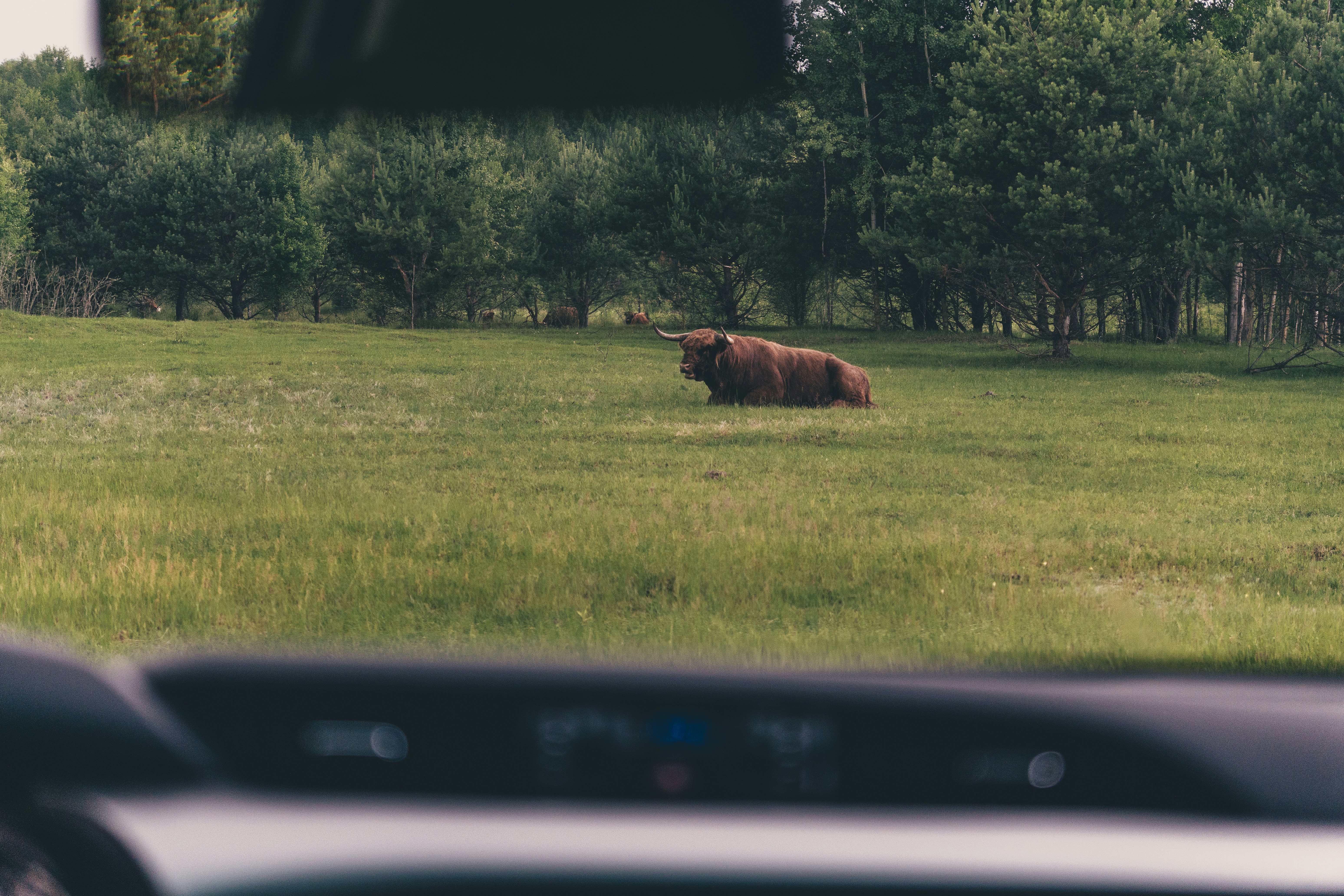 A large bison rests in a grassy field.