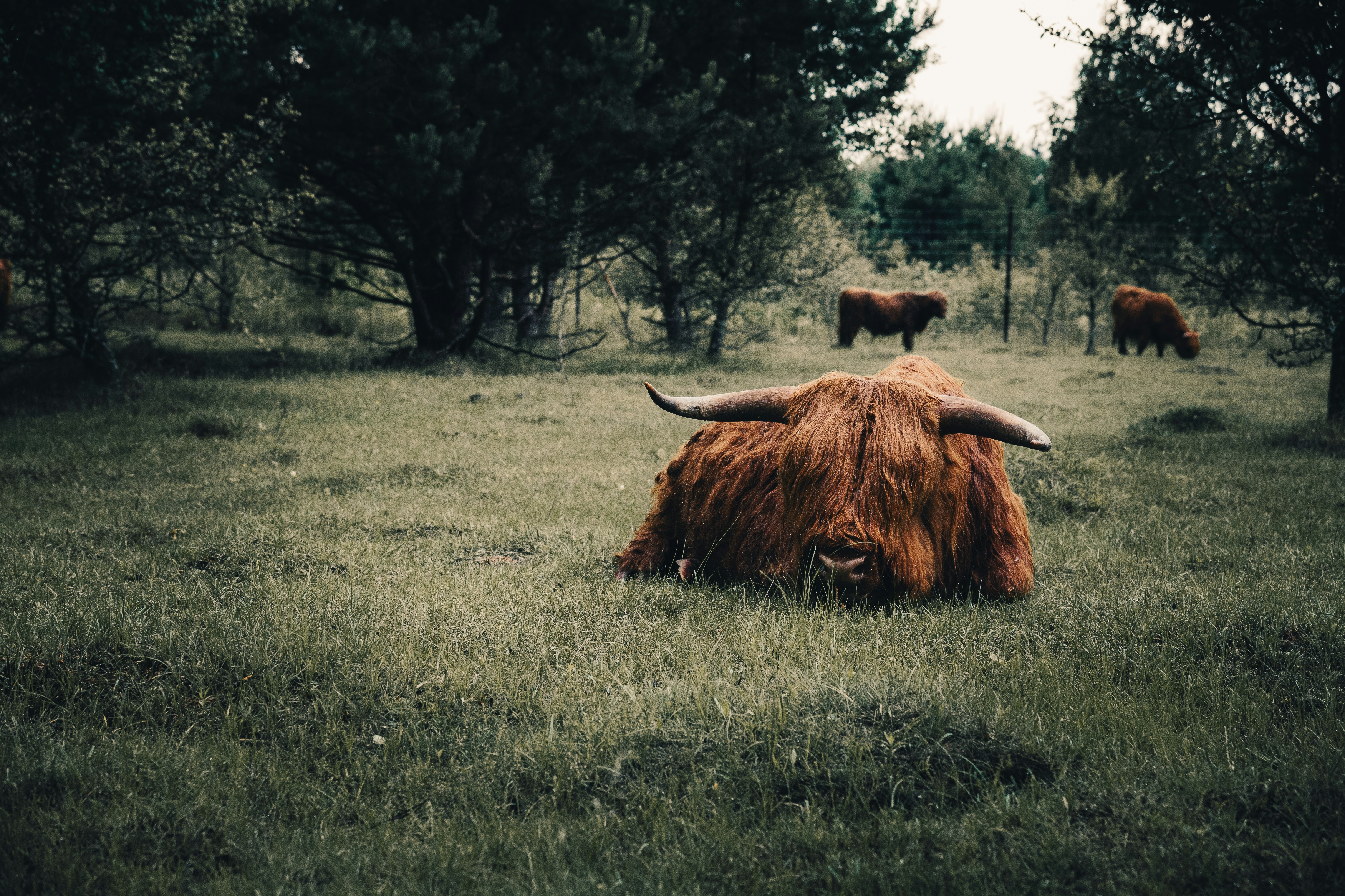 The Quiet Majesty of Highland Cattle
