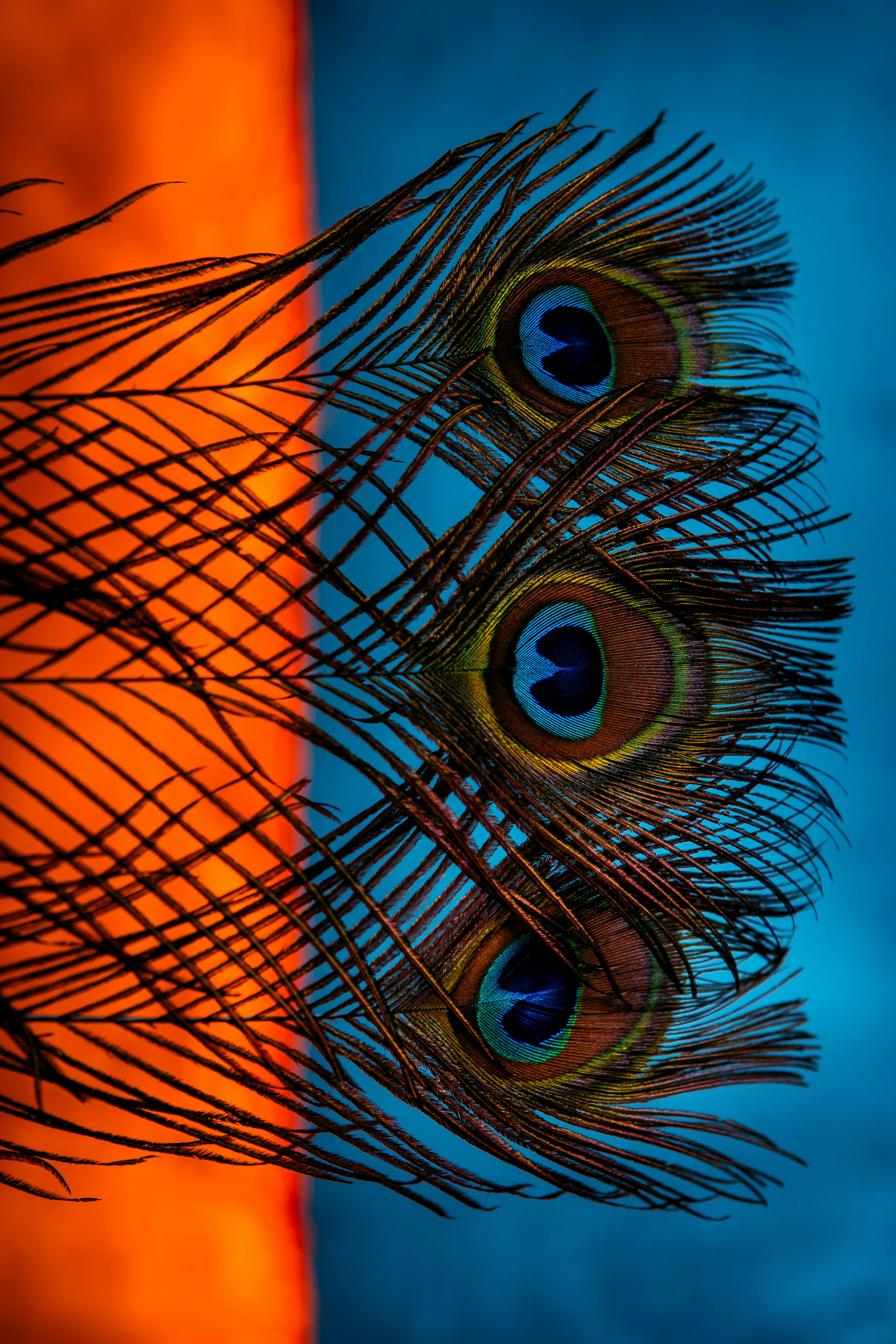 The Dance of Feathers: A Colorful Display
