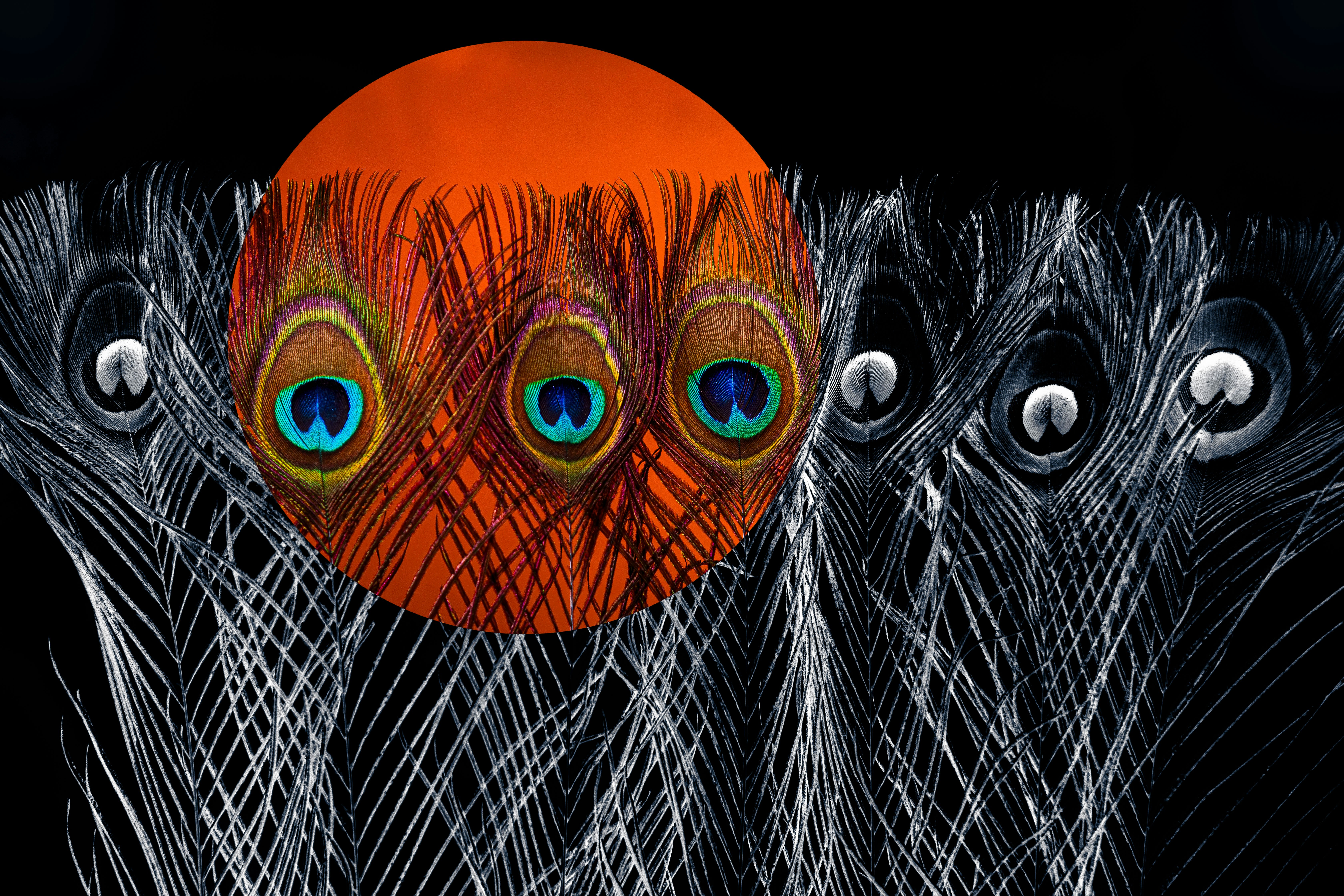 The Dance of Feathers and Light