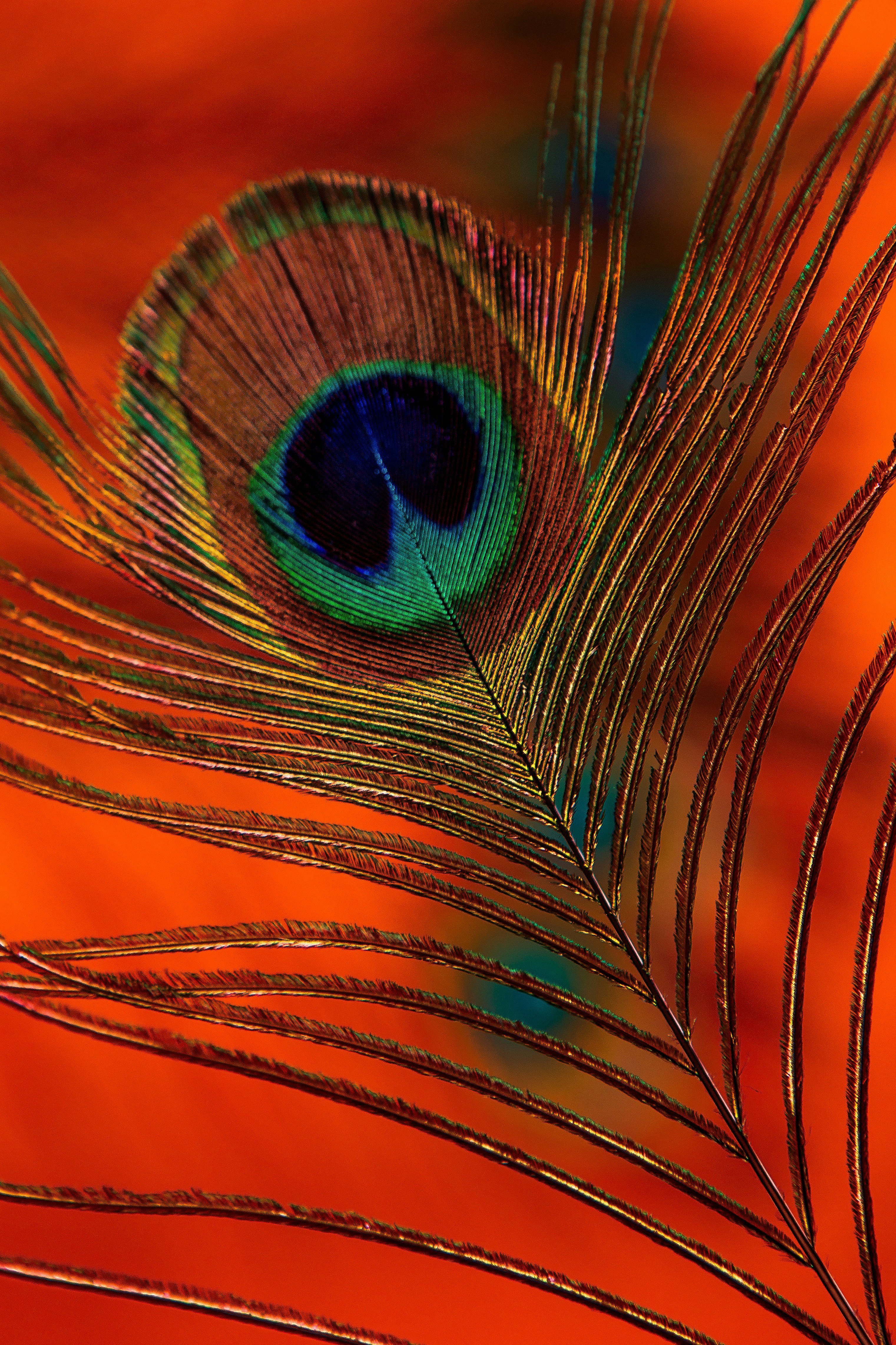 The Vibrant Dance of a Peacock Feather
