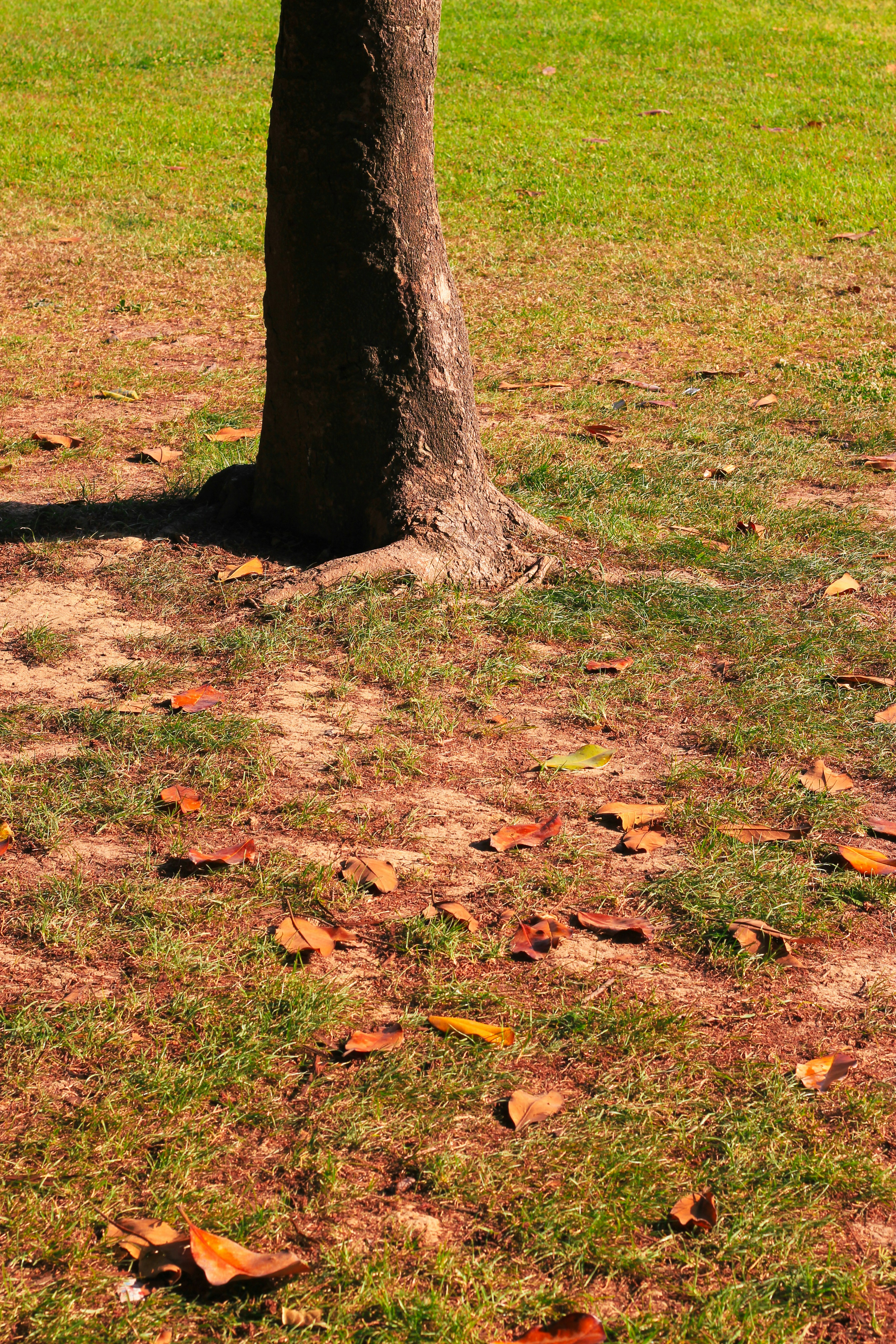 Roots of Resilience: A Tree's Silent Story
