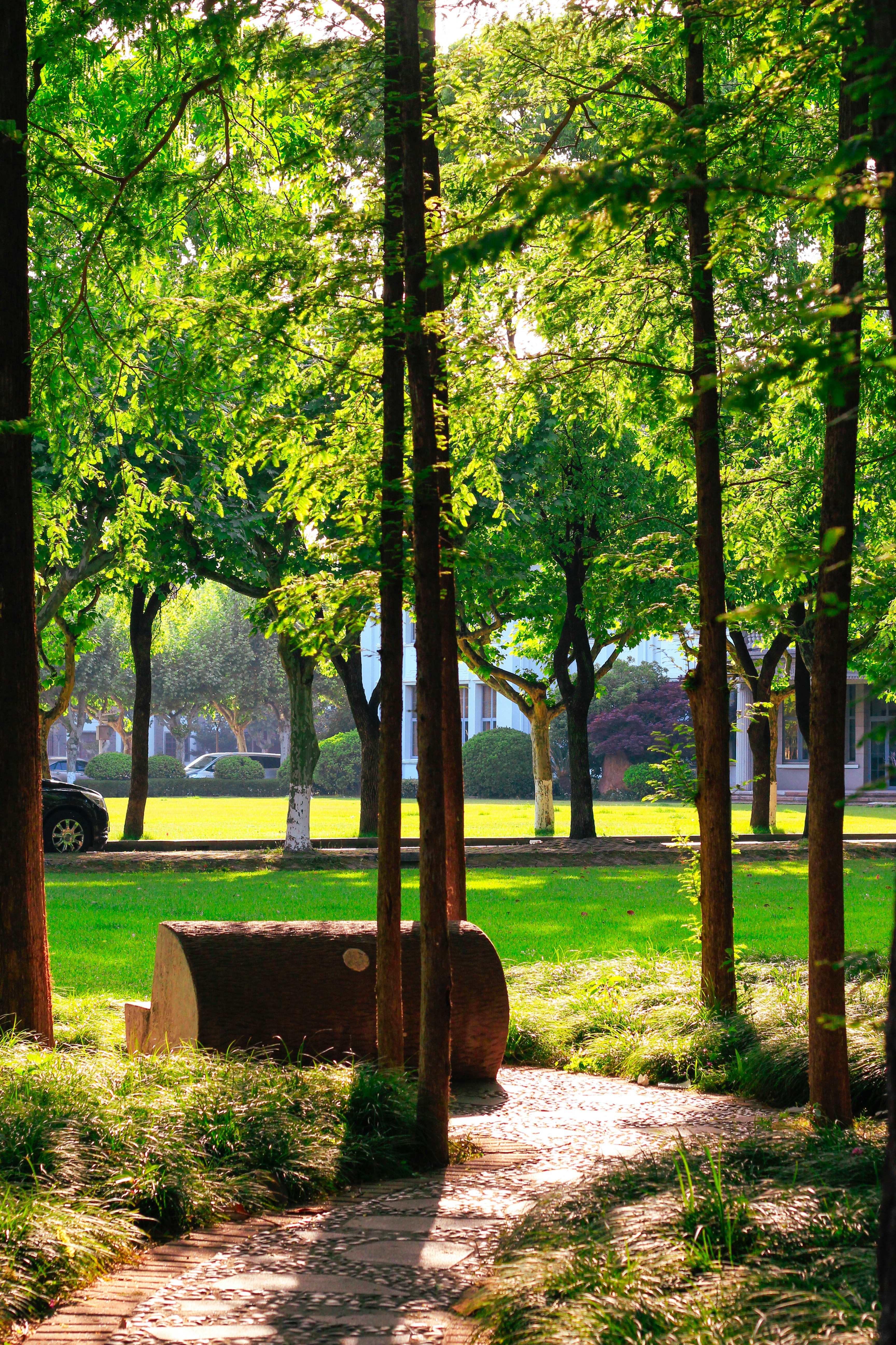 Sunlight streams through trees in a park.
