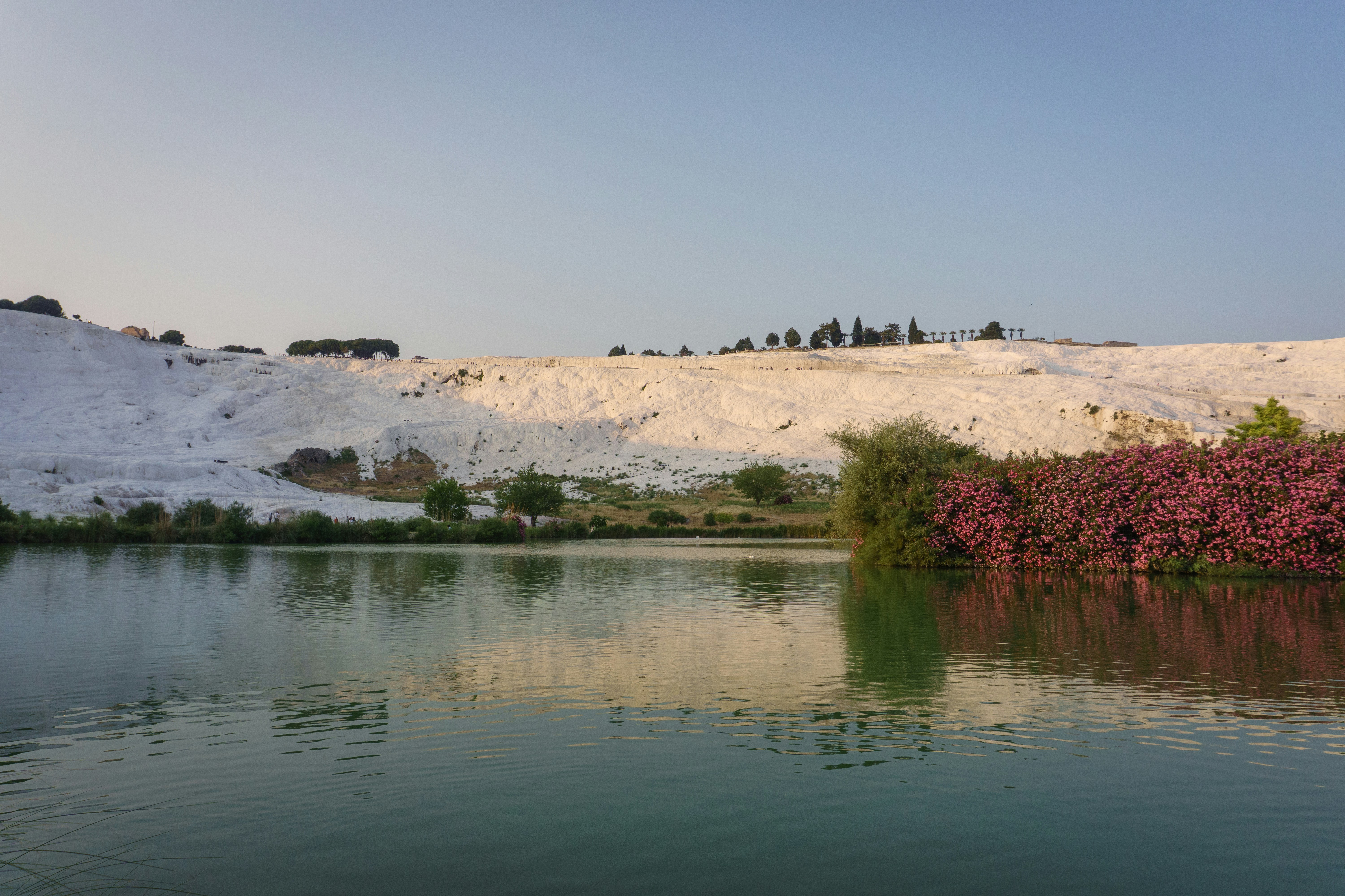 A tranquil scene featuring a calm lake reflecting a white hillside and vibrant pink flowers along the shore.