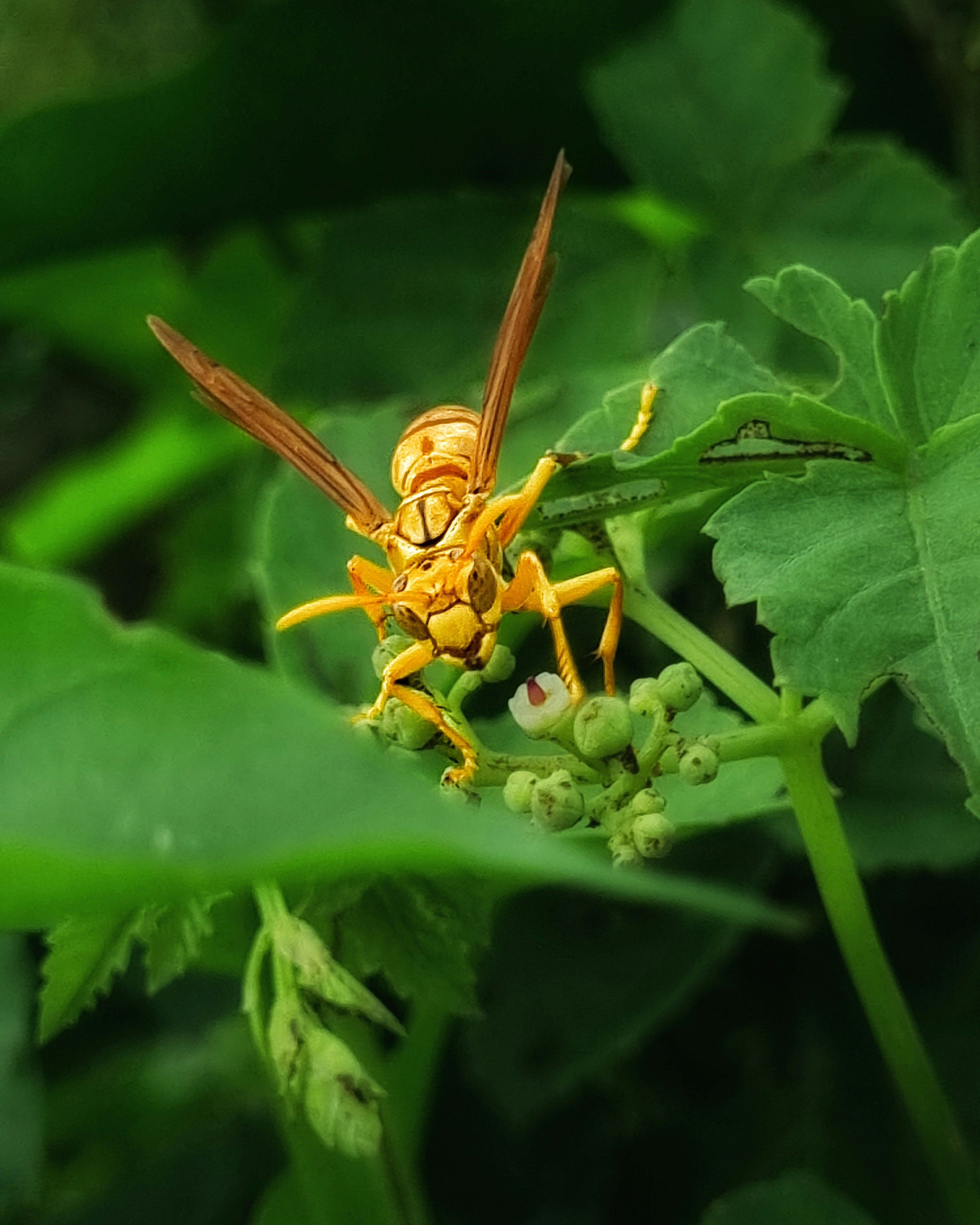Close-up of a vibrant golden wasp perched on a cluster of green buds amidst lush foliage.
