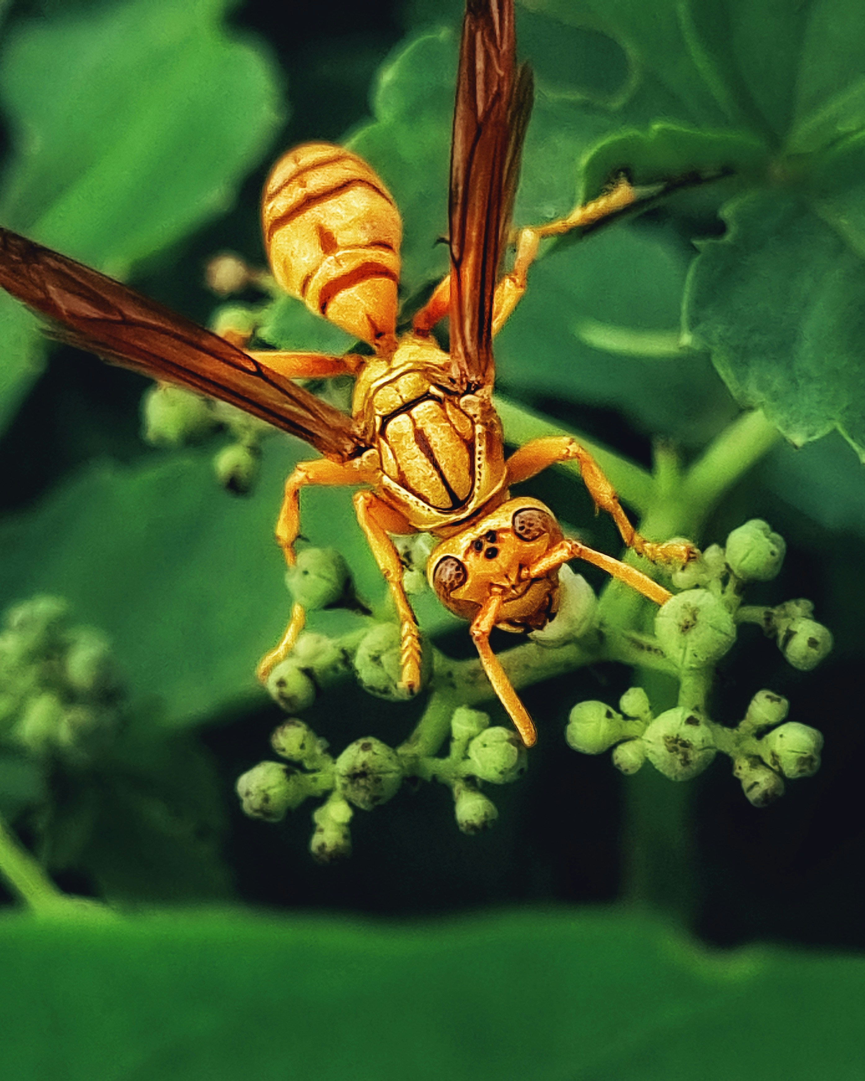 Nature's Intricate Artisan: The Golden Wasp