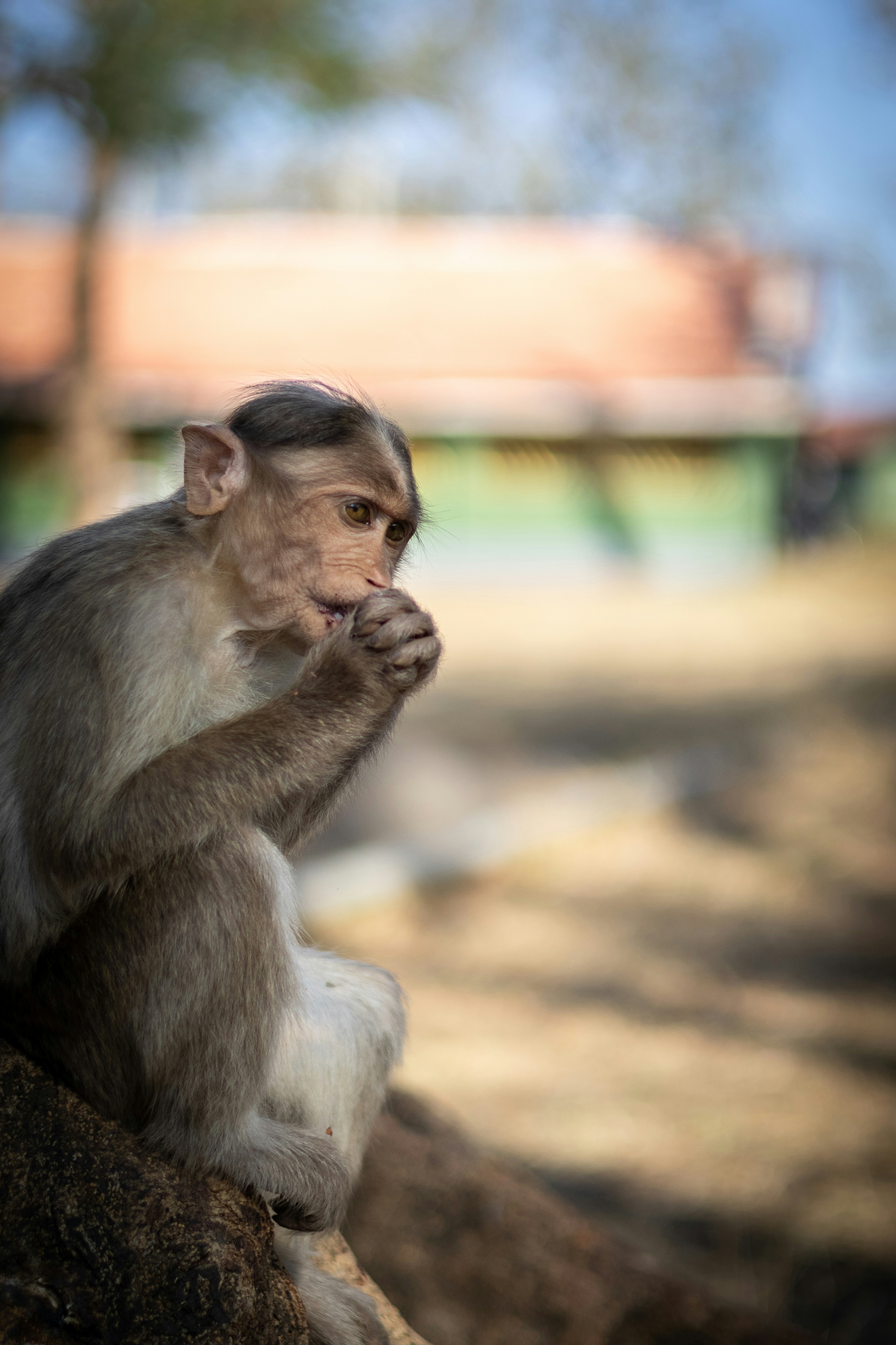 Contemplative Moment of the Primate