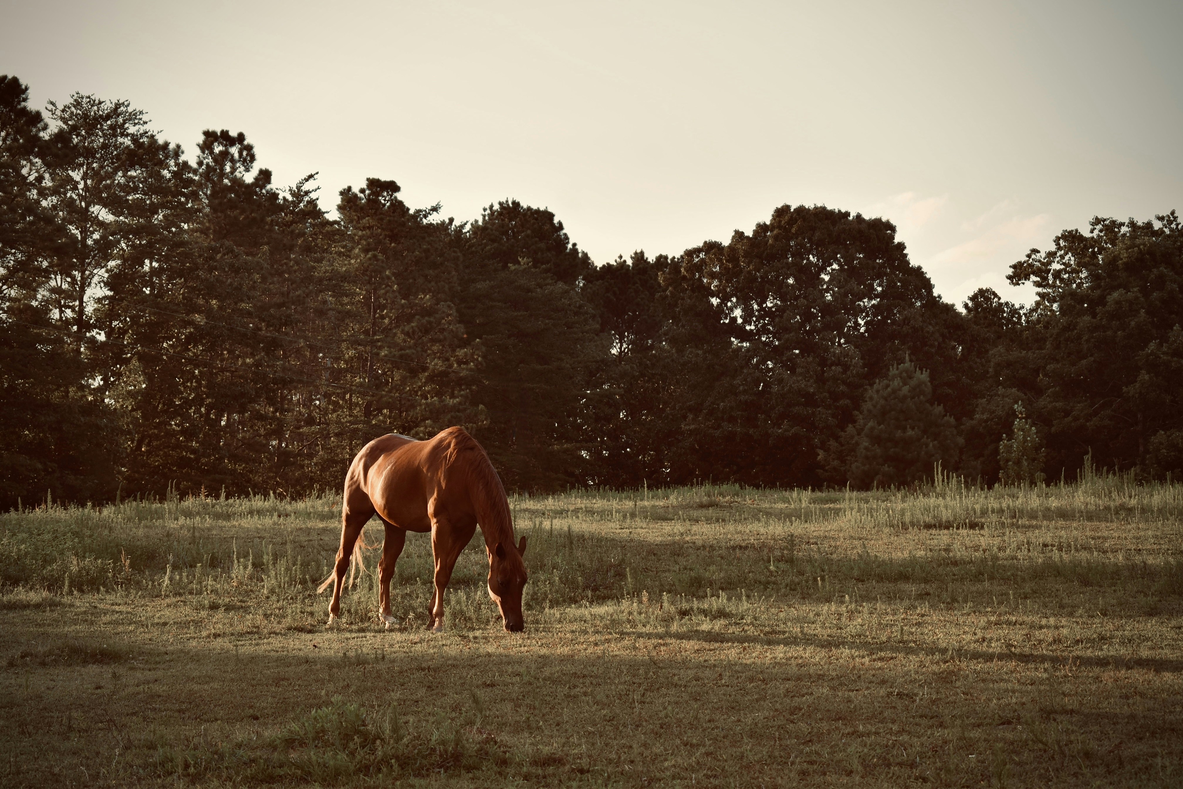 A horse grazes peacefully in a field.