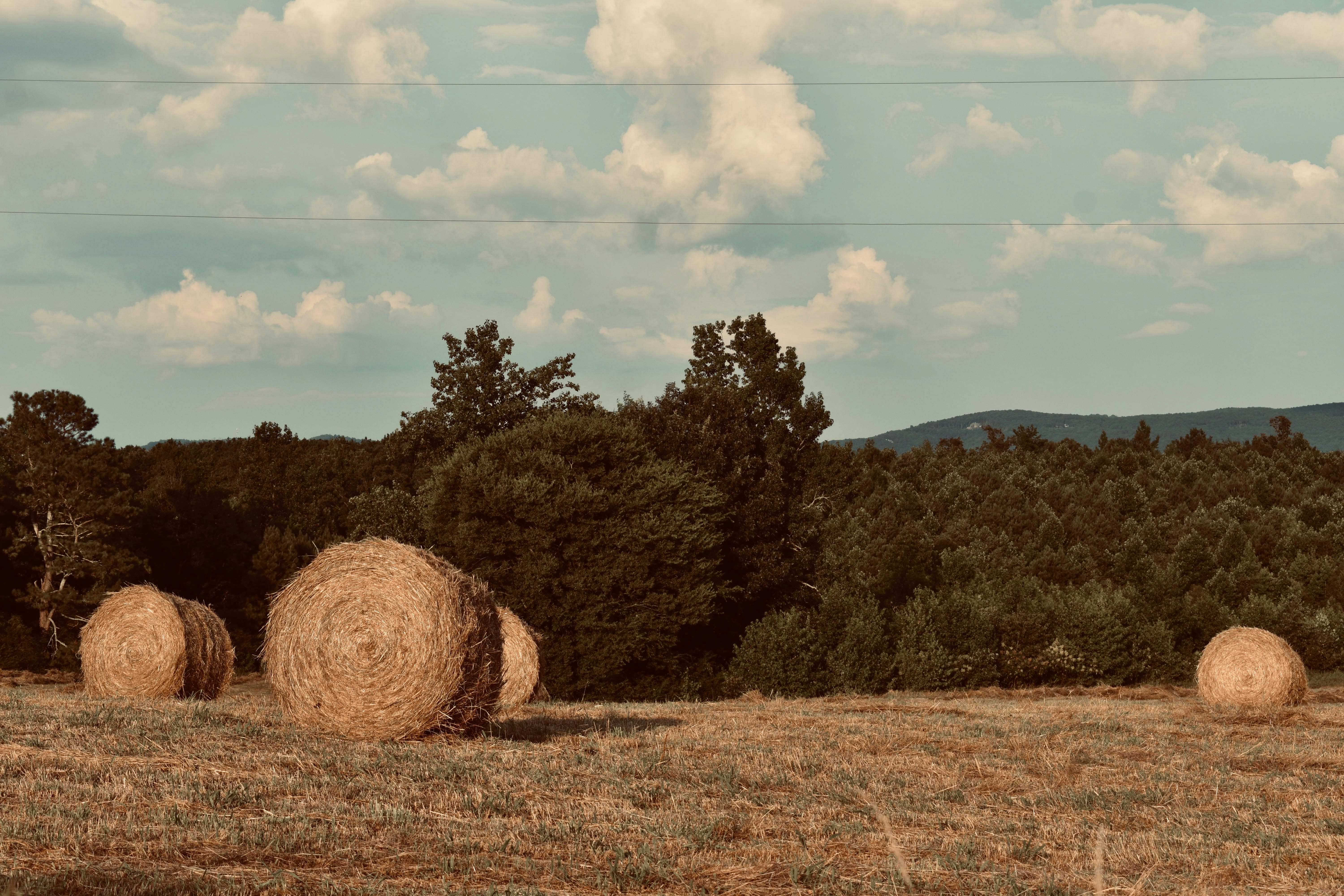 Harvested Horizons: A Symphony of Nature's Bounty