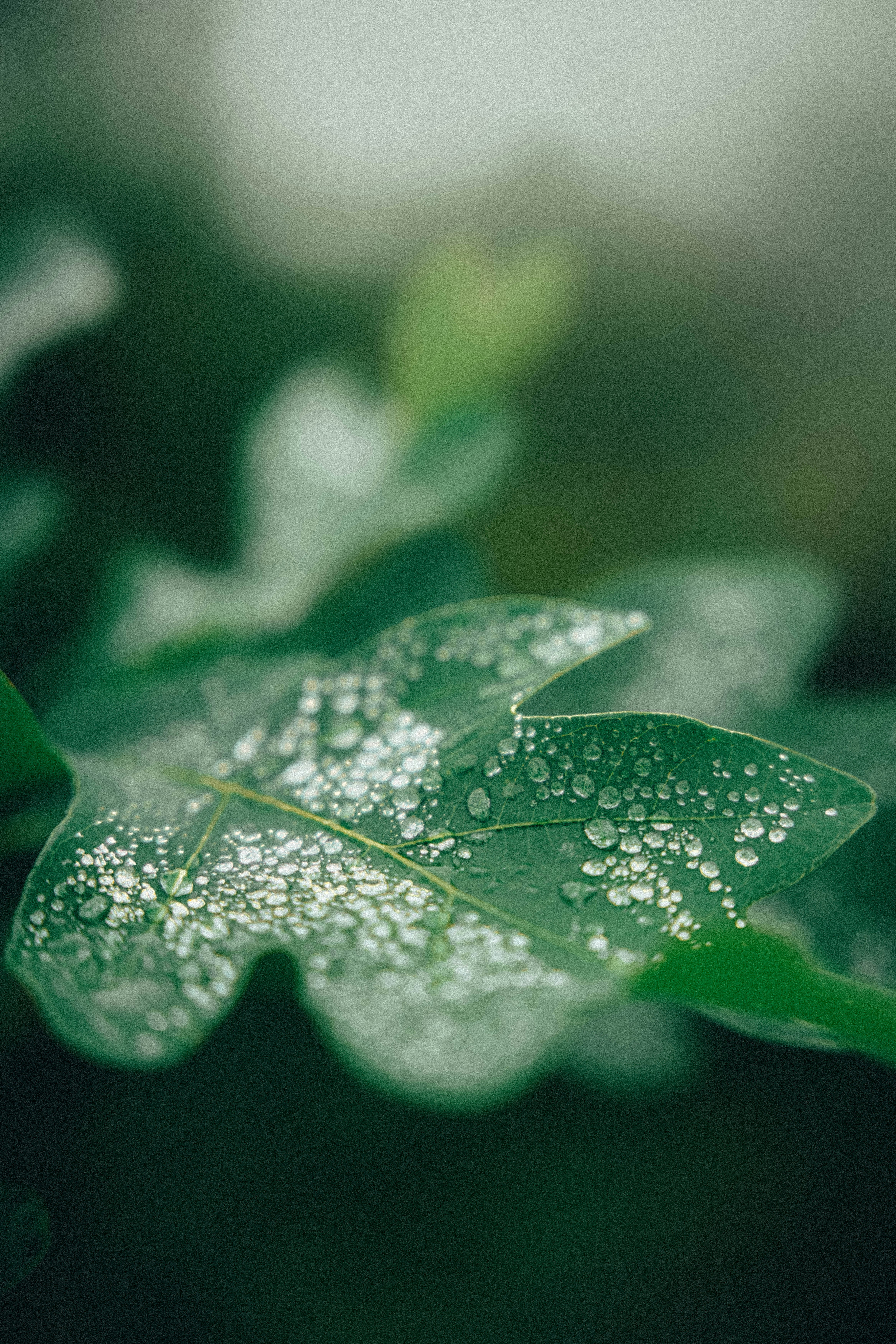 Nature's Gem: The Dewy LeafDaniel Gomez