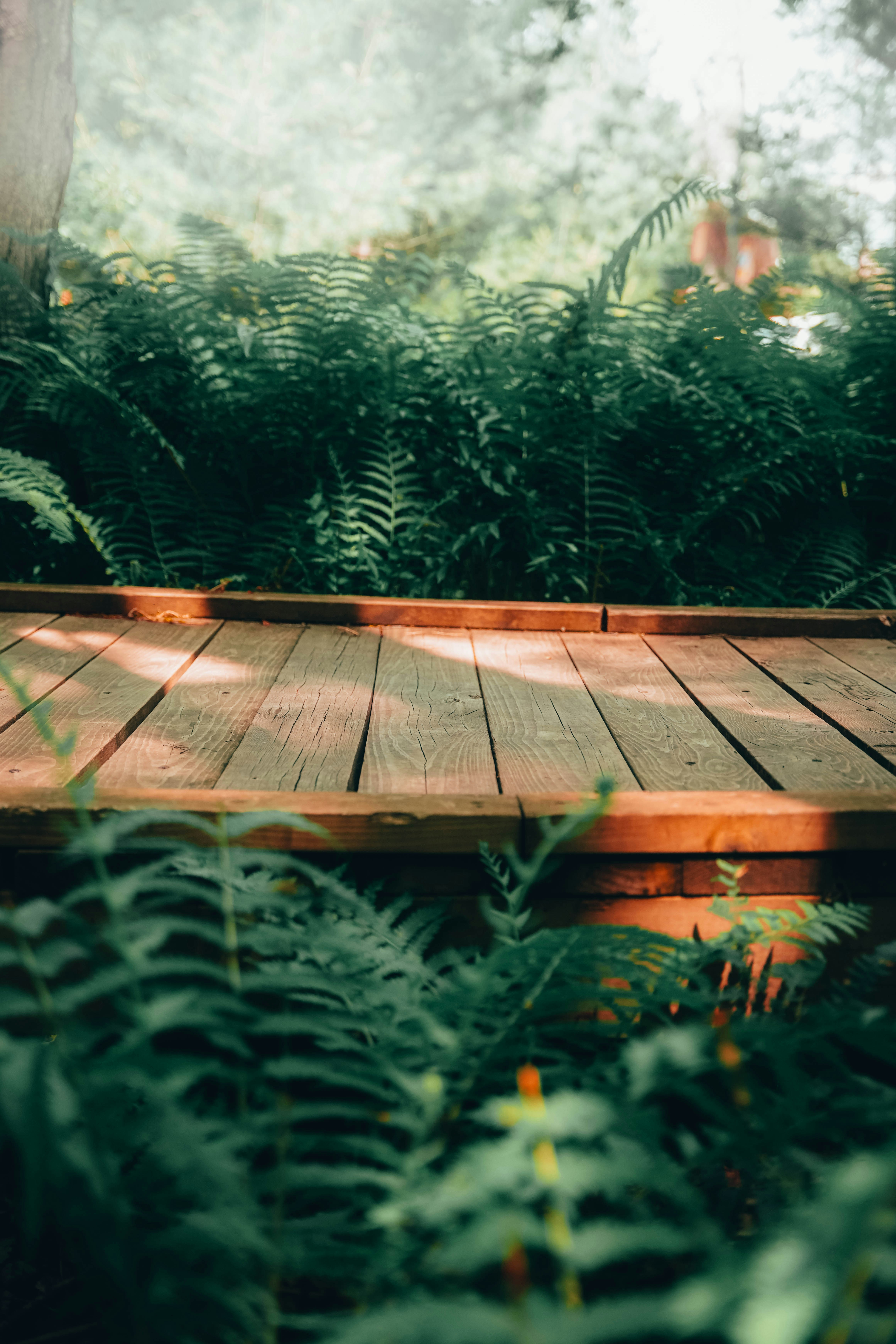 Whispers of Nature: A Serene PathwayDaniel Gomez