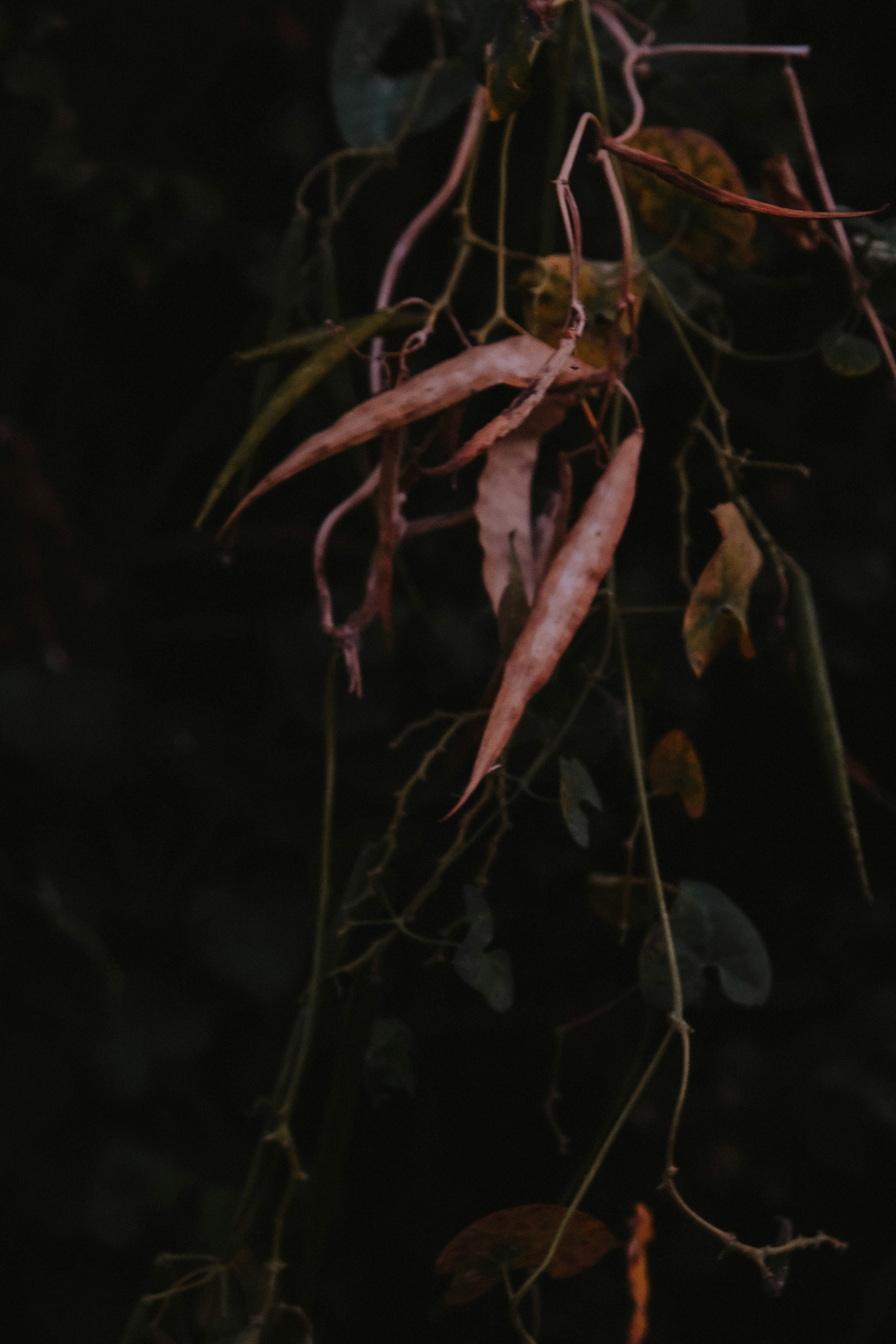 Dry vines hang against a dark background.