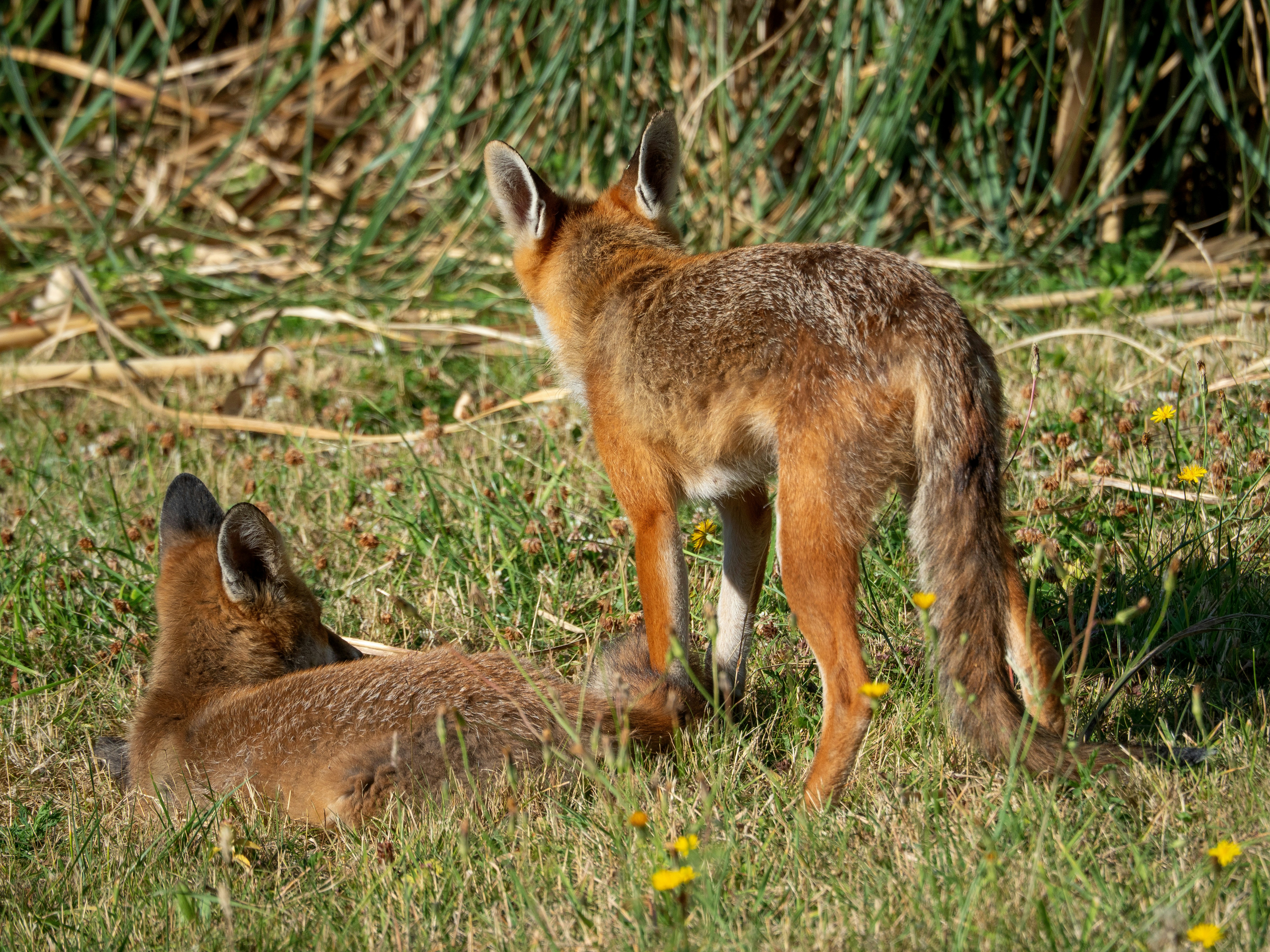 urban fox, red fox, wildlife, urban wildlife, animals, scavenger, fox, london, garden, cute, furry, lawn, back garden, london, | Two foxes are in a grassy field.
