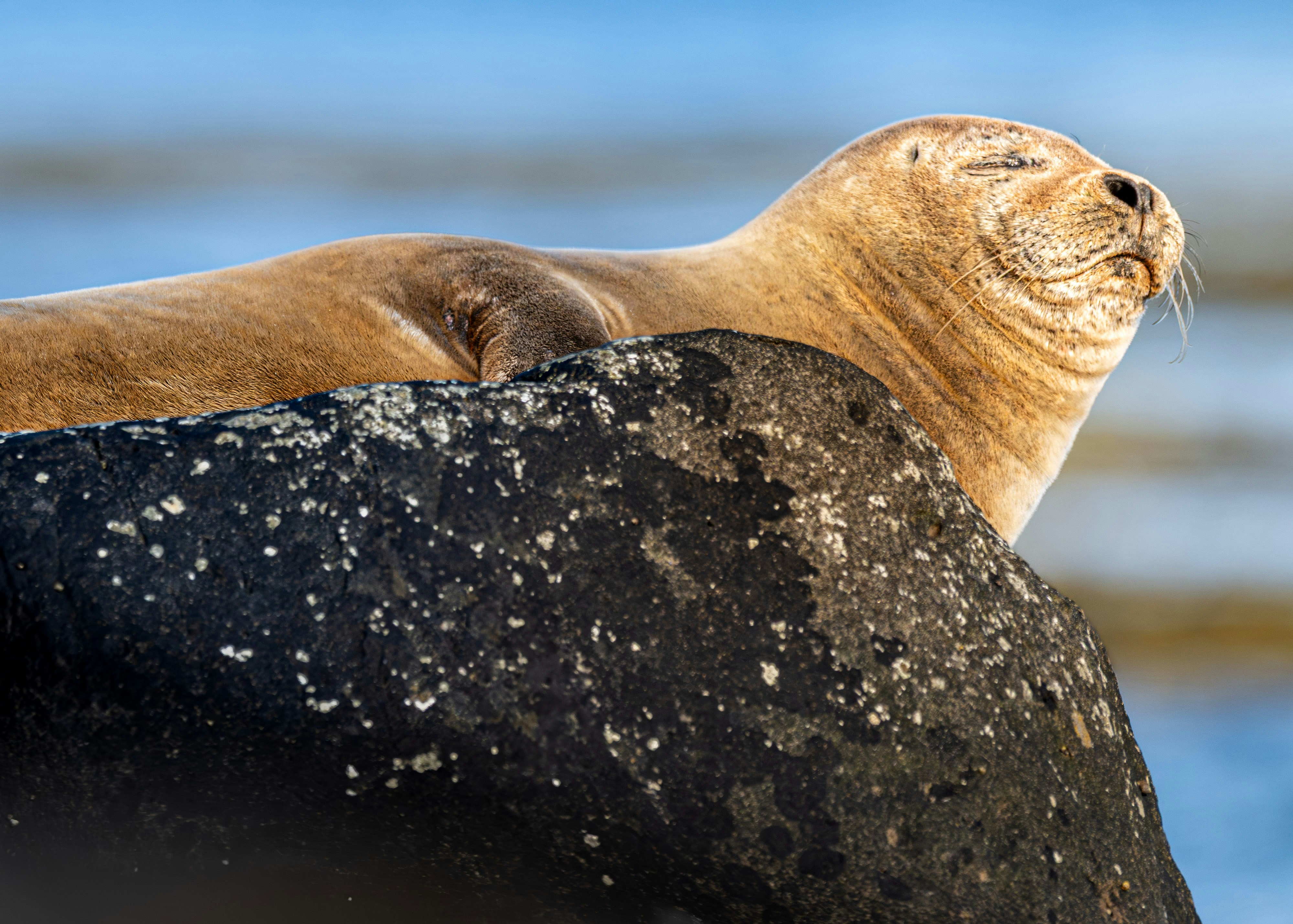 Serene Slumber on the Shoreline