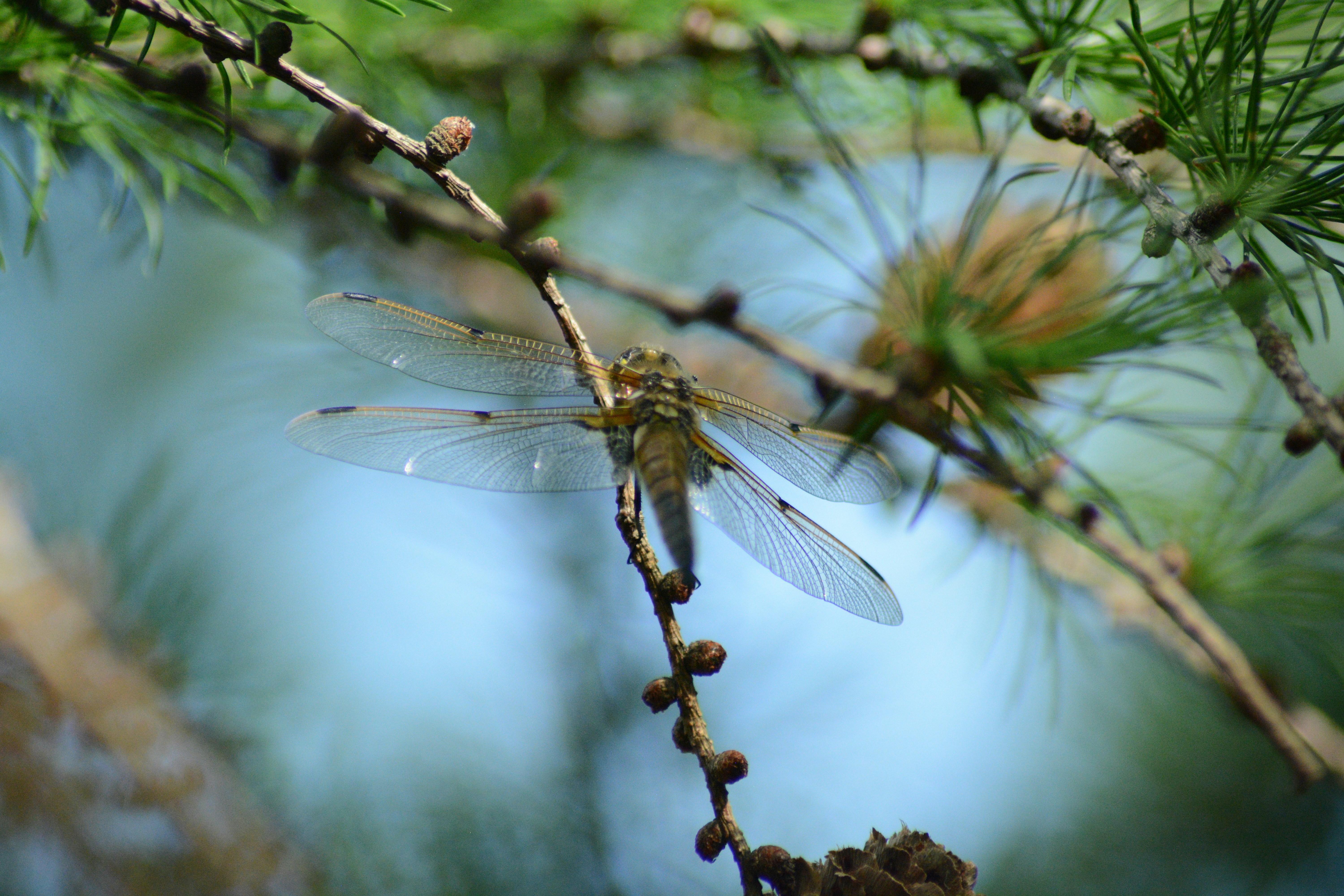 Nature's Delicate Aviator