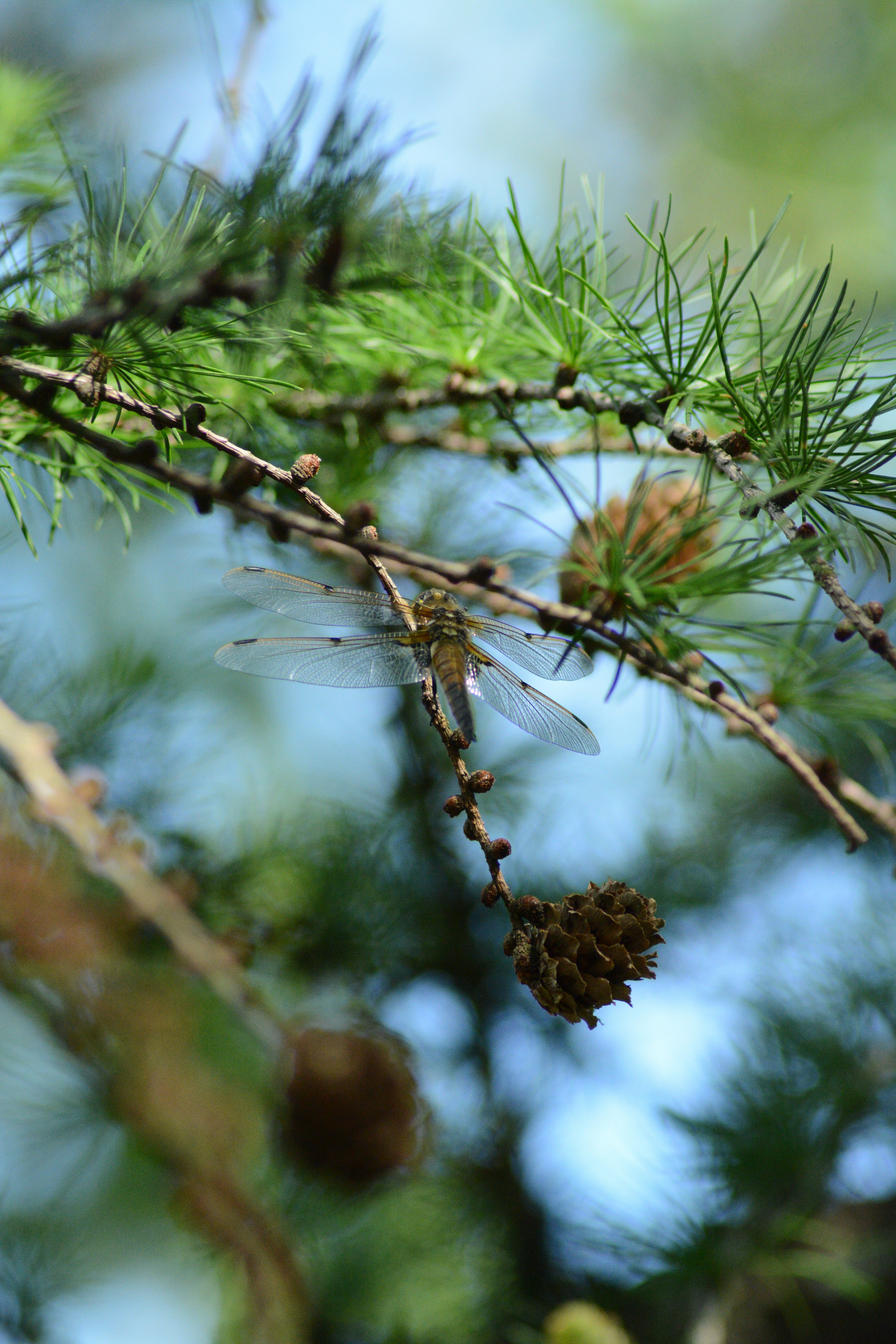 A dragonfly rests on a branch with pinecones.