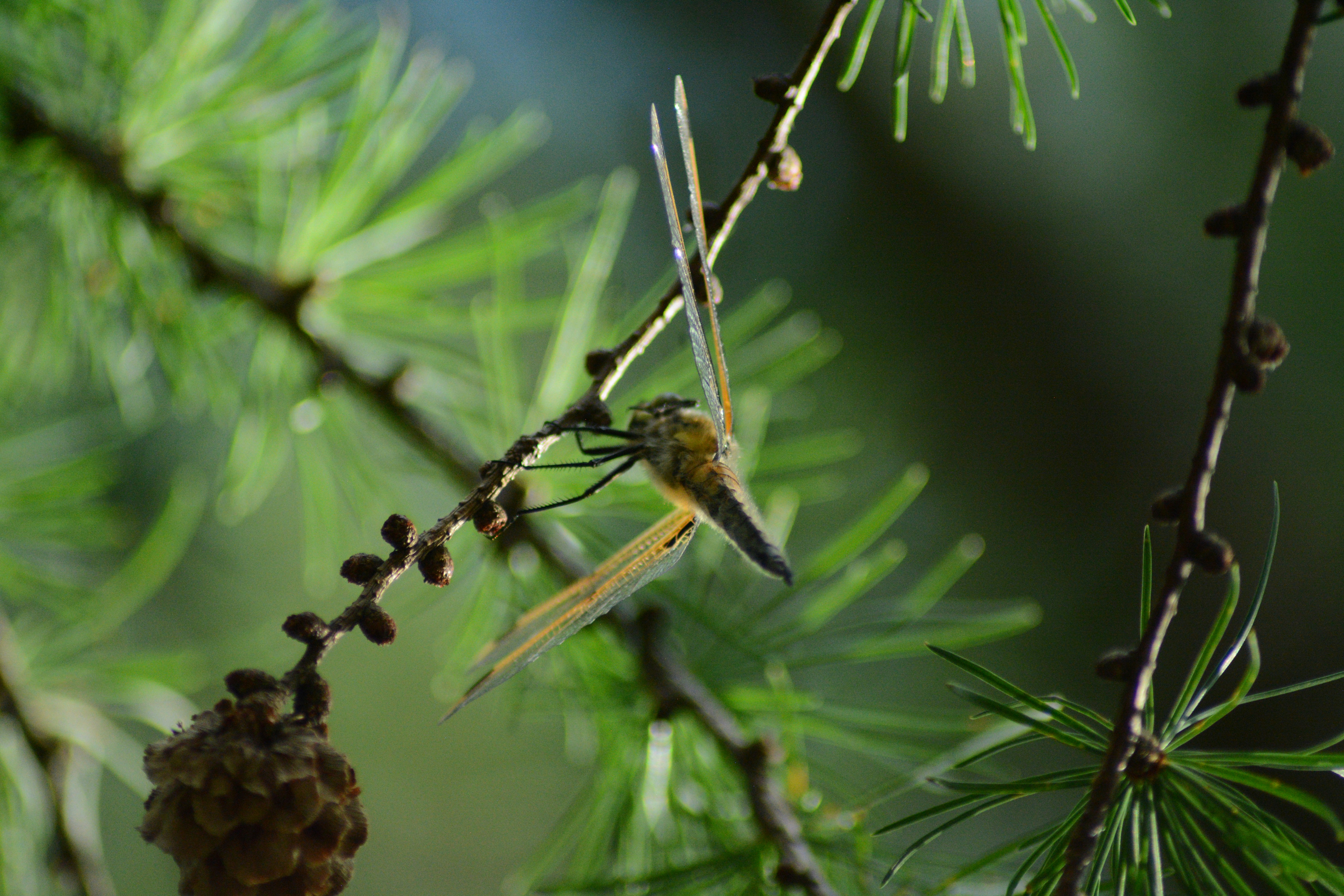 A dragonfly rests on a pine branch, showcasing its intricate wings and vibrant colors amidst a backdrop of pine needles and cones.