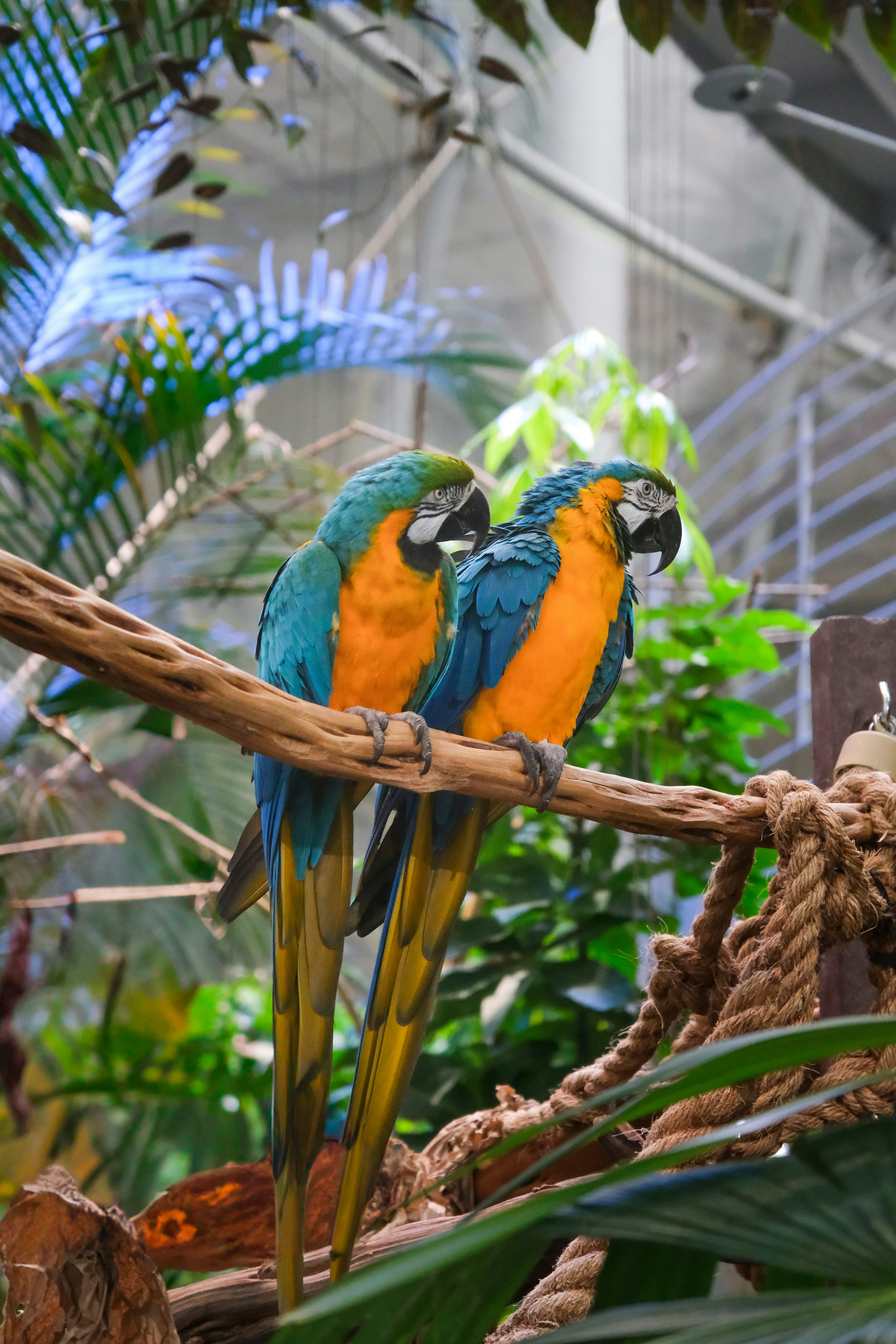Two macaws perch on a branch together.