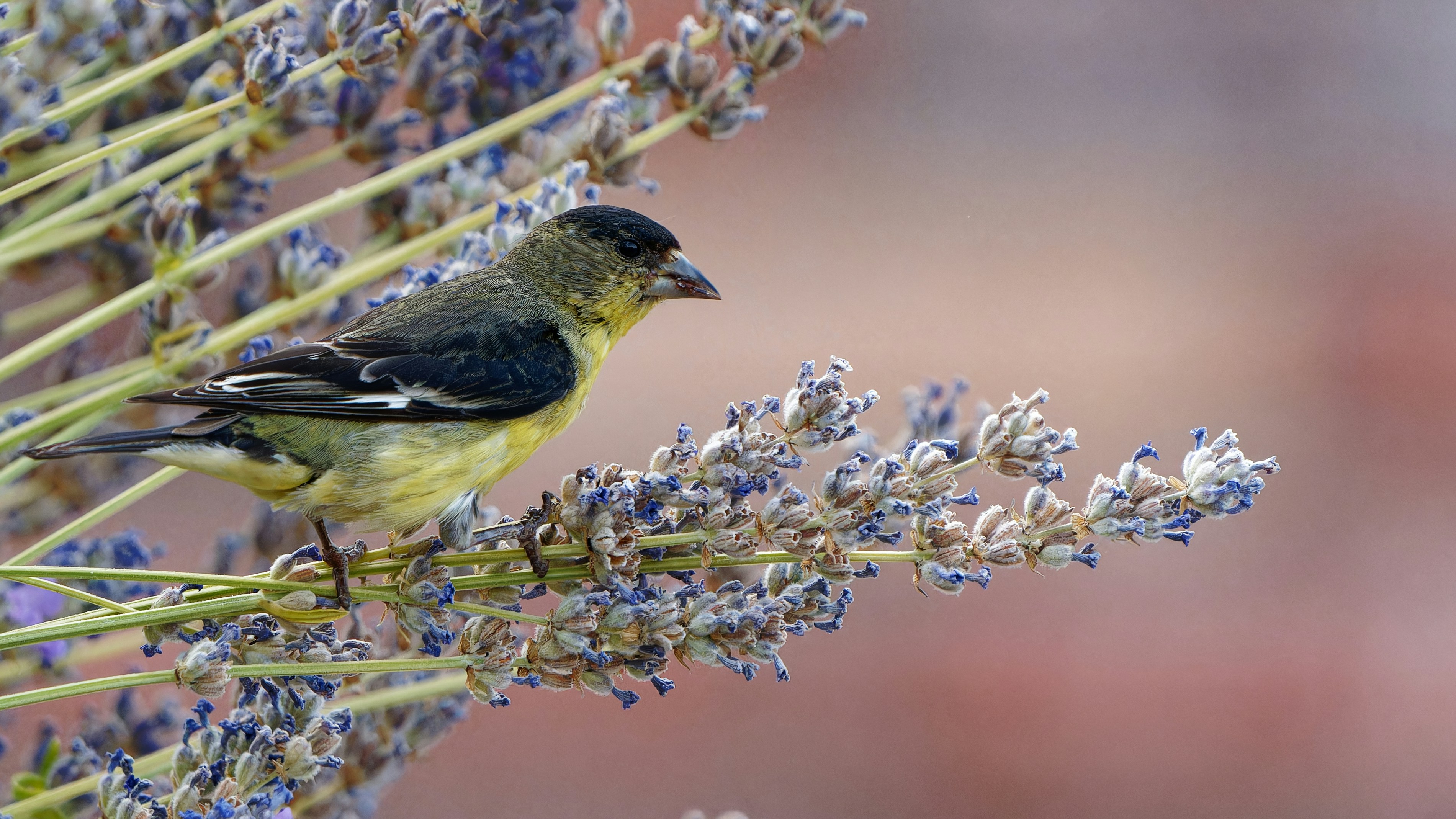 Nature's Harmony: A Bird's Serenade Among Lavender Blooms