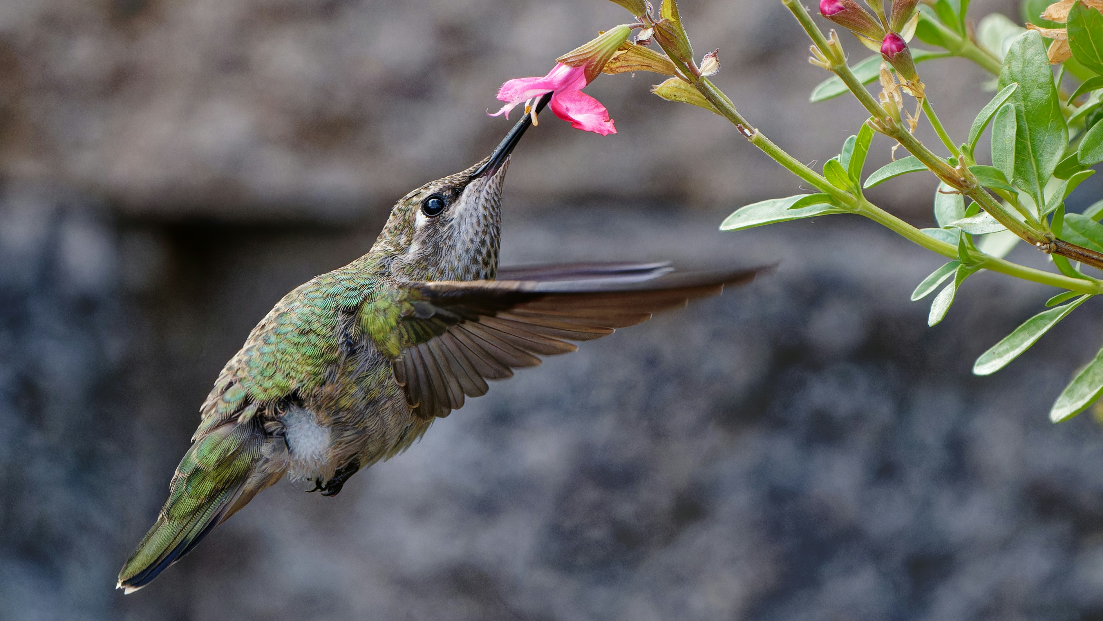 Green Gem in the Garden: Hummingbird Hovering at a Pink Bloom