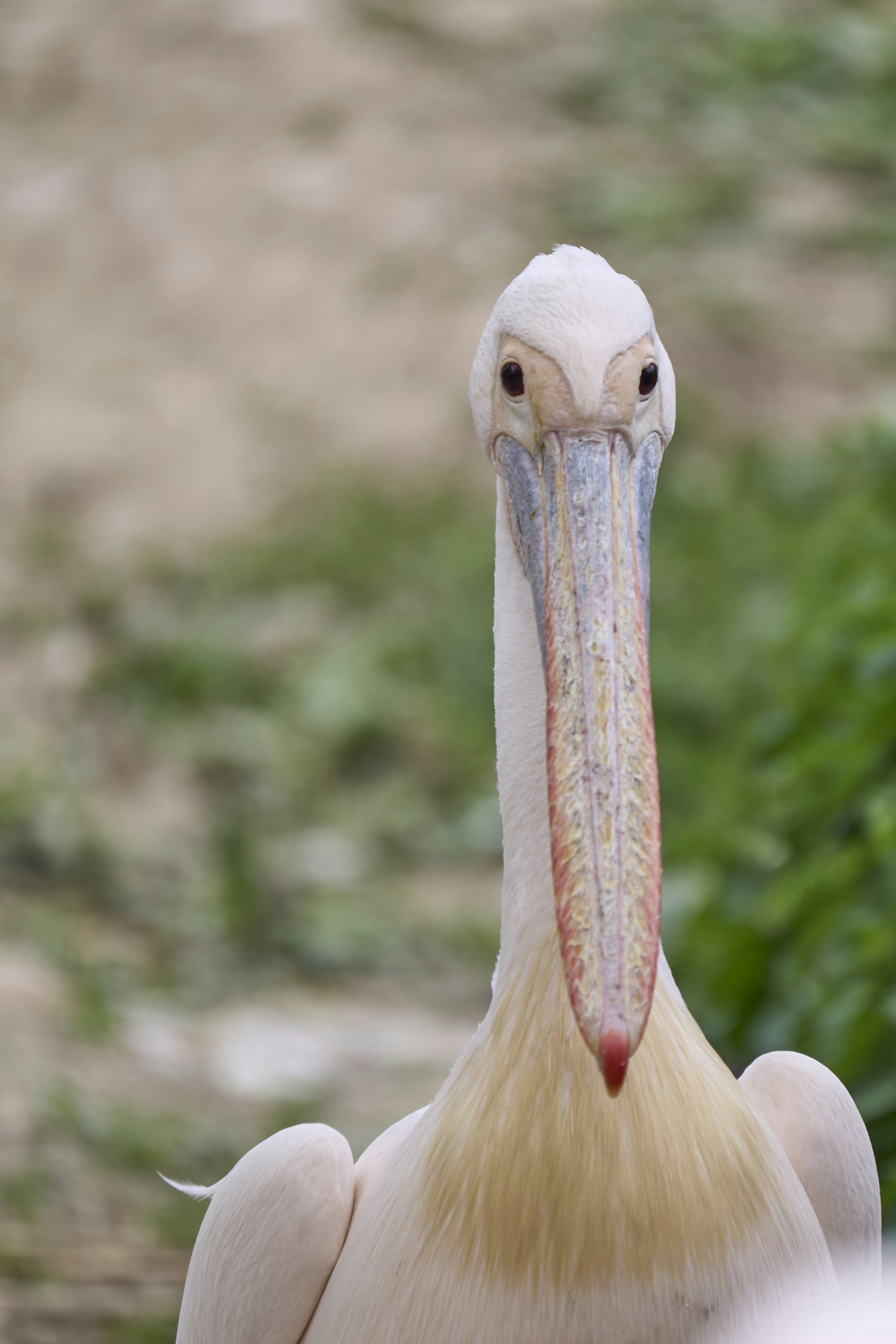 A pelican stares directly at the camera.