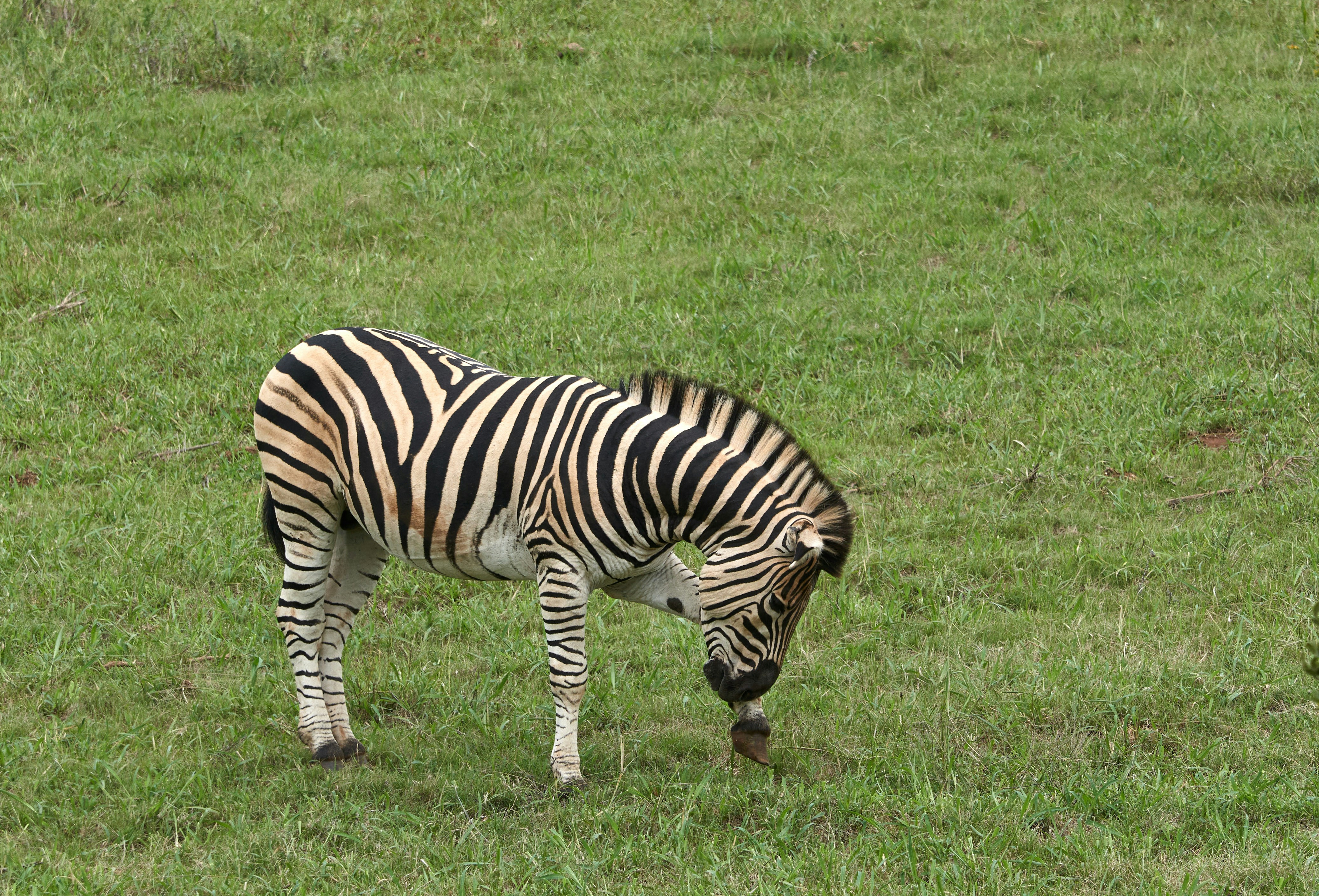 Nature's Stripes: A Zebra's Quiet Moment