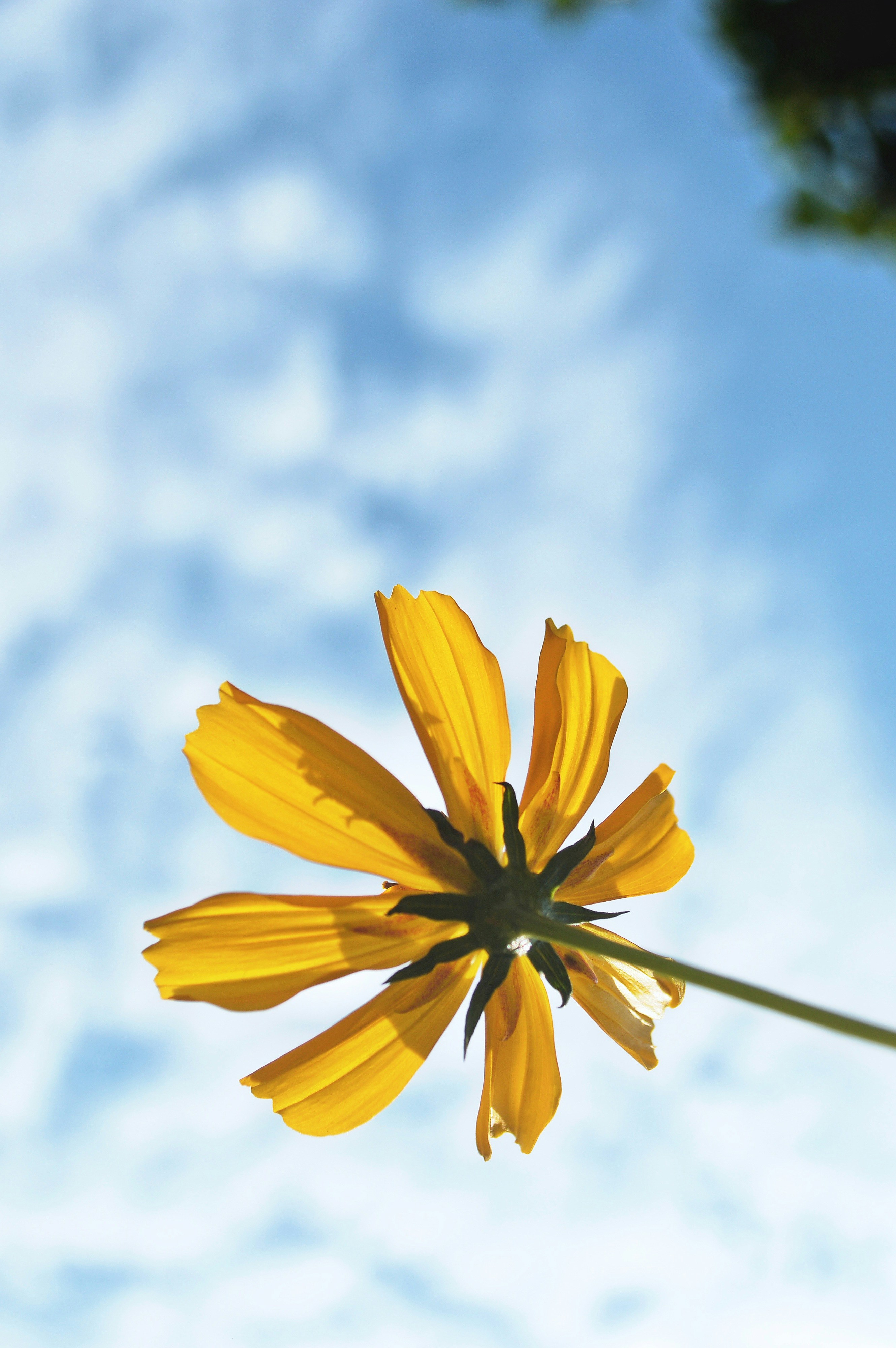 Bright yellow flower viewed from below, showcasing its intricate petals against a backdrop of soft blue sky.
