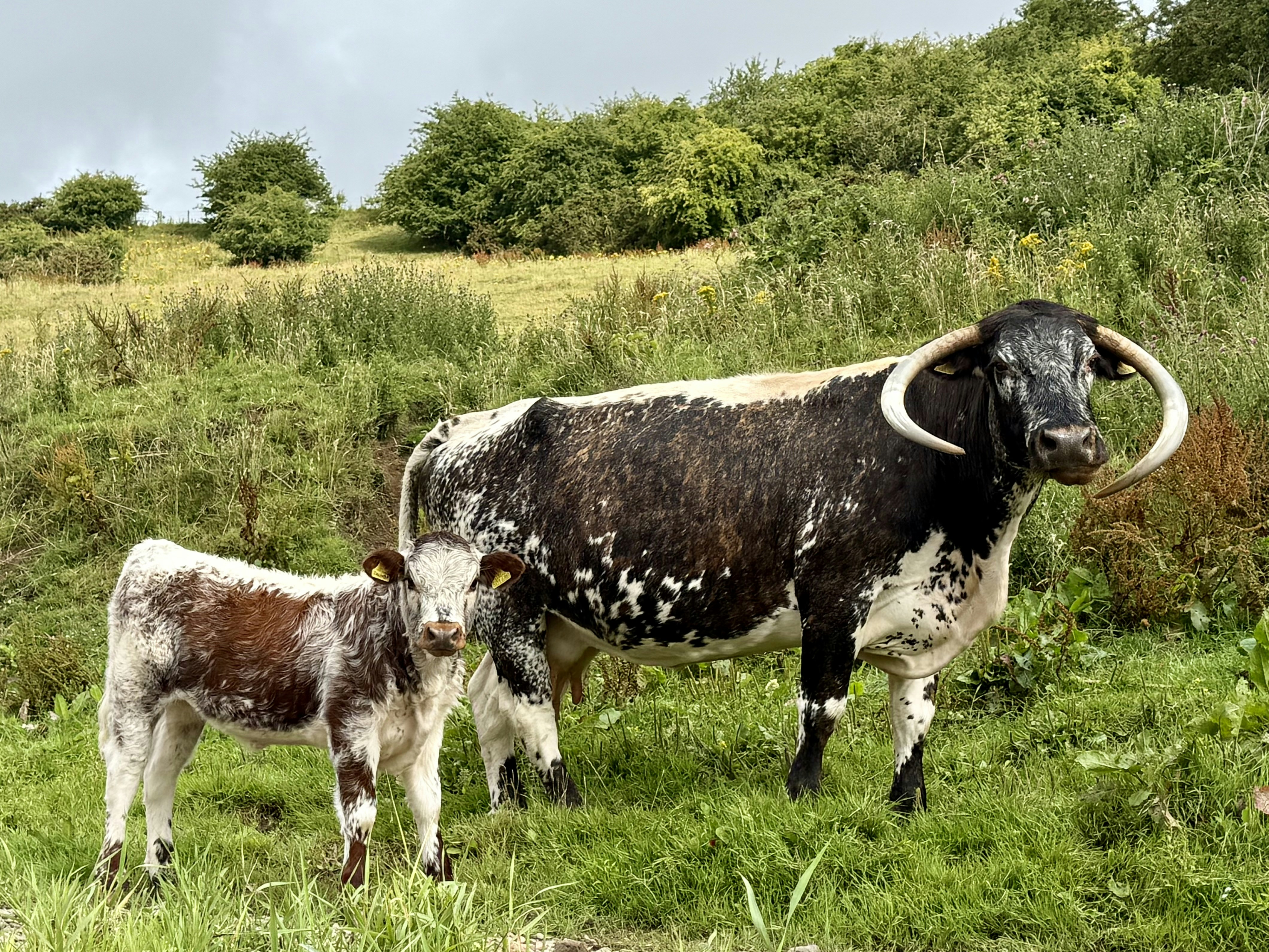 English Longhorn cow and calf, on the banks of the River Tweed | A cow and calf stand in a grassy field.