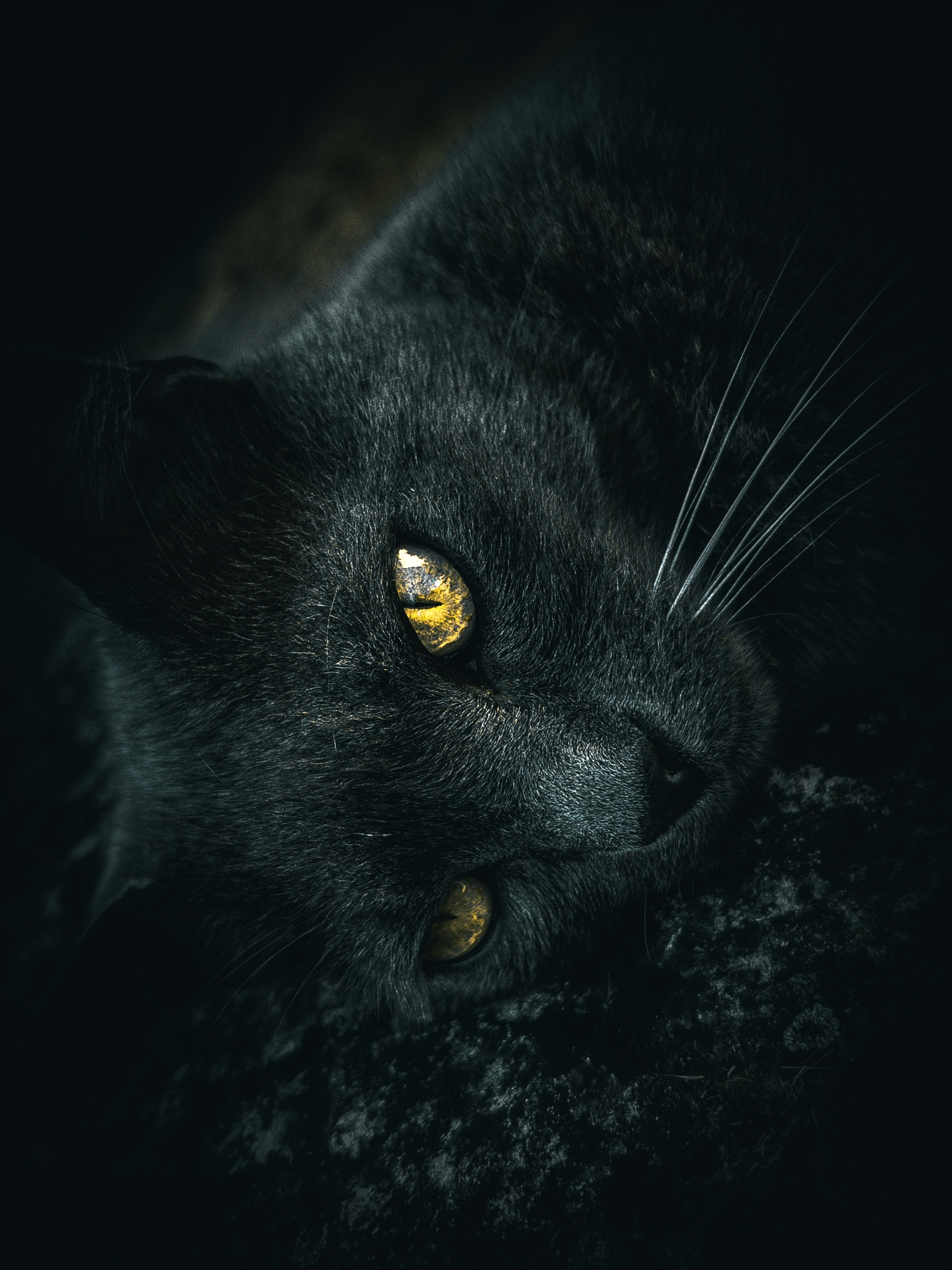 Whispers of the Night: A Feline Gaze