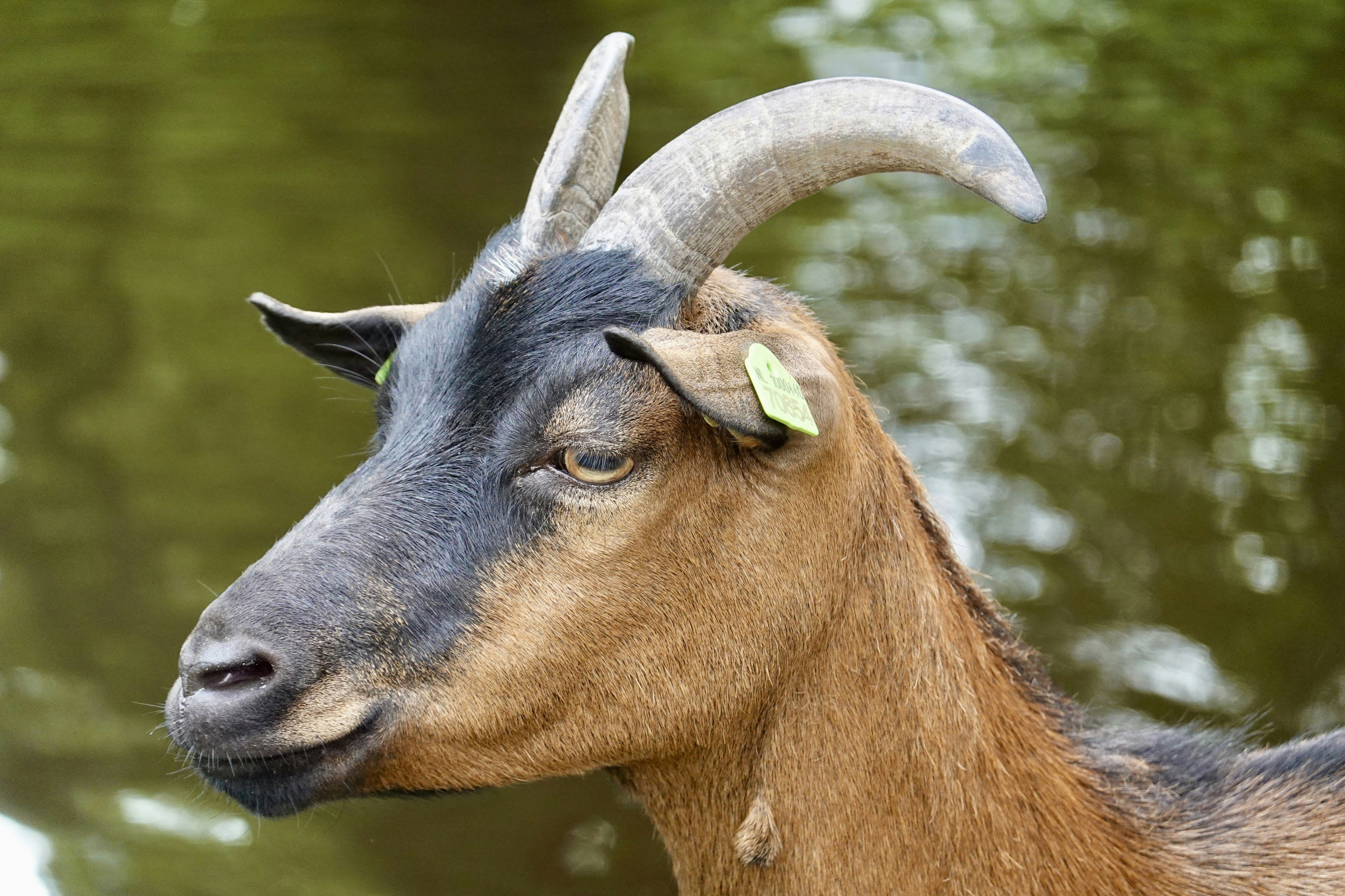 A goat poses for a close-up photo. photo – Free Goat Image on Unsplash