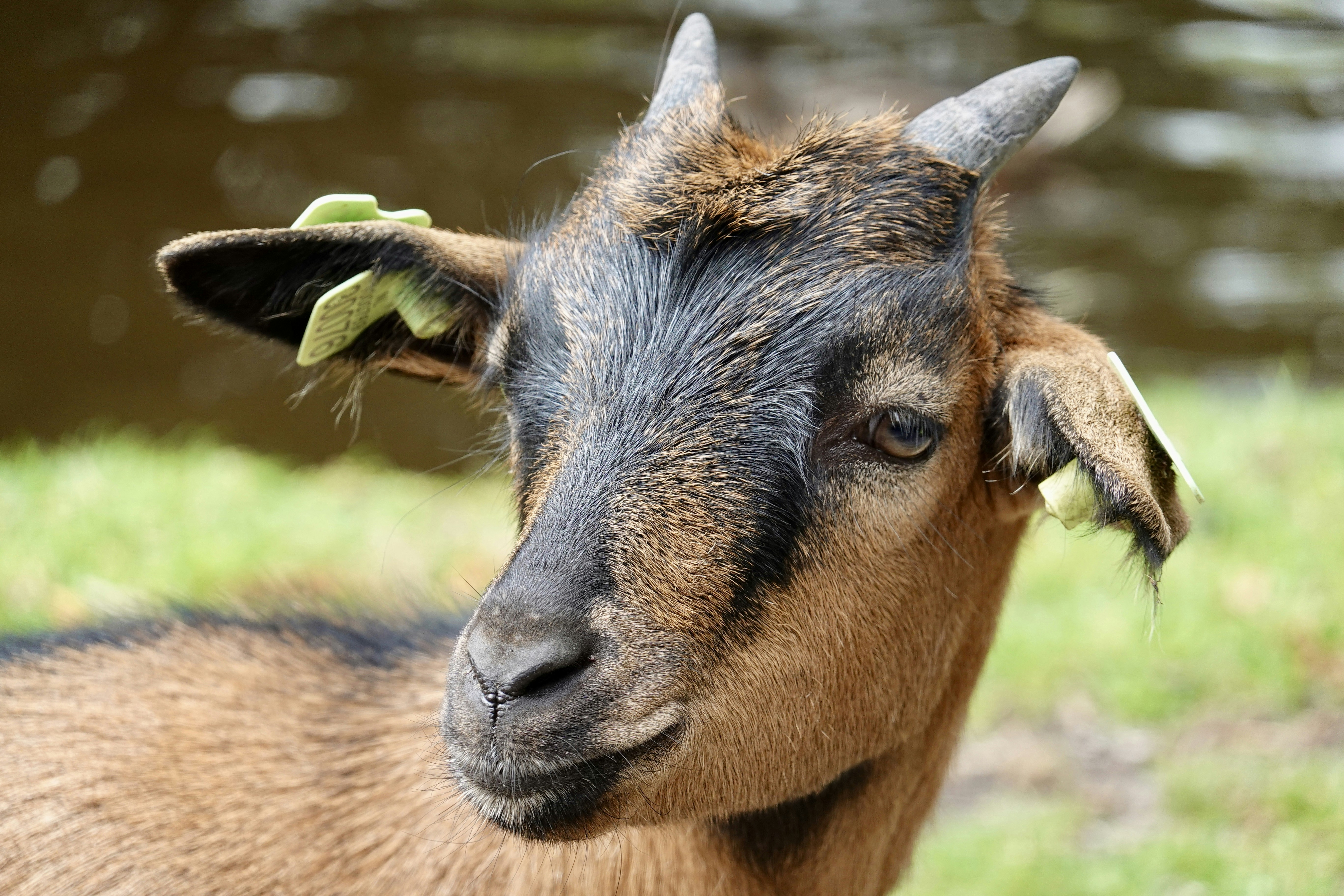 Portrait of a young Nigerian Dwarf goat. | A close-up of a brown goat.