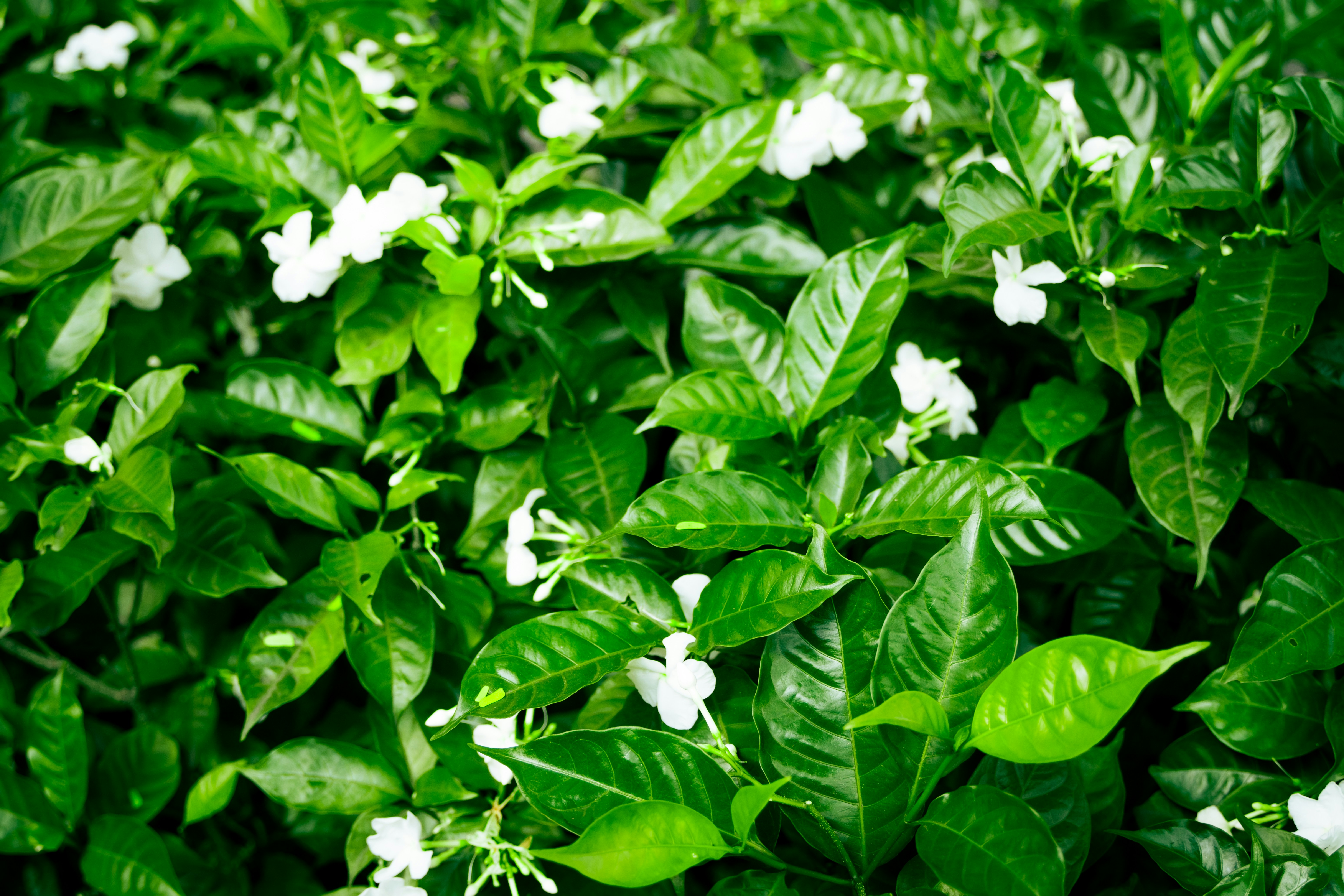 Whispers of Green: A Floral Embrace