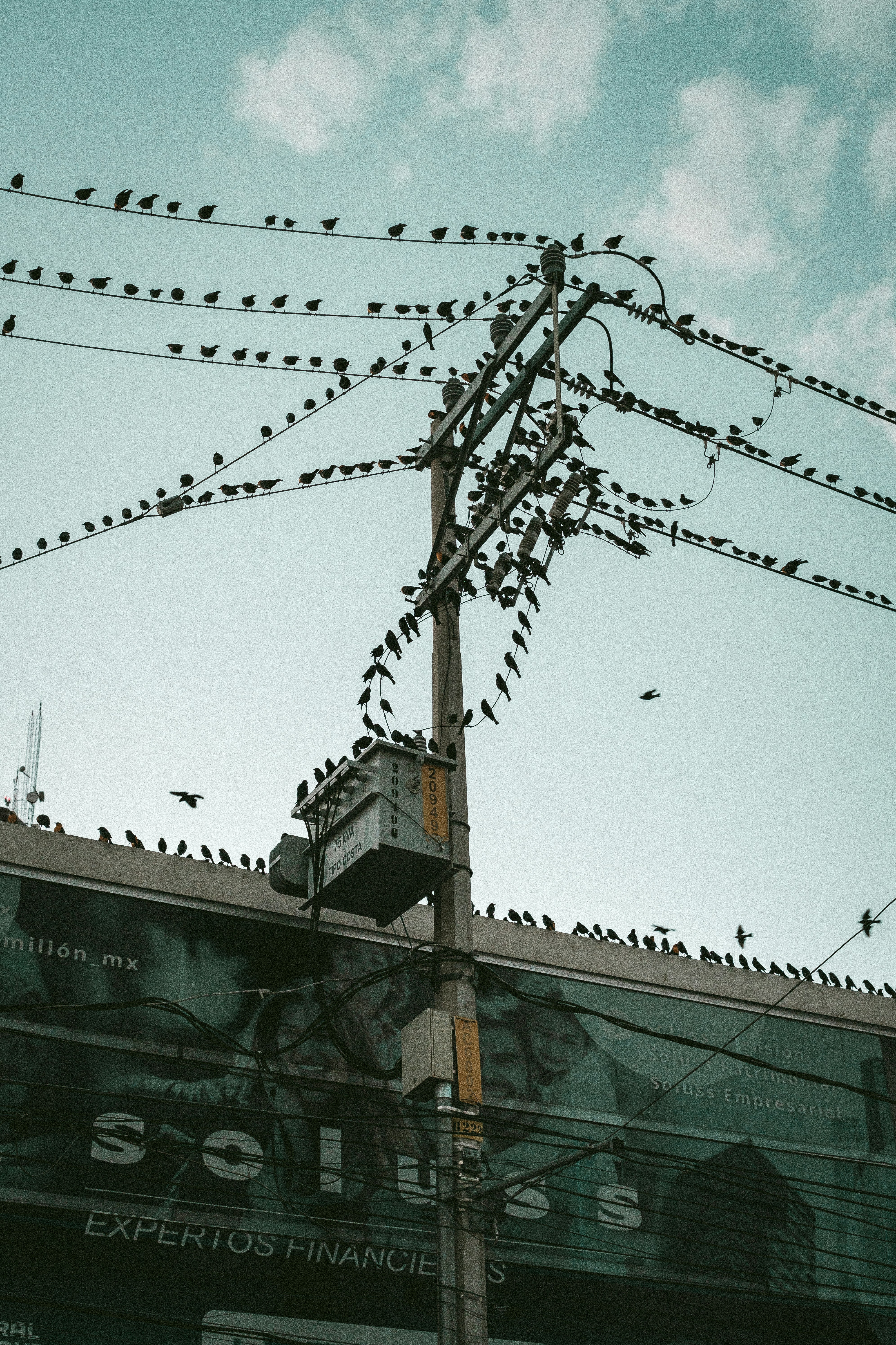 Chorus of Wings: Urban Symphony