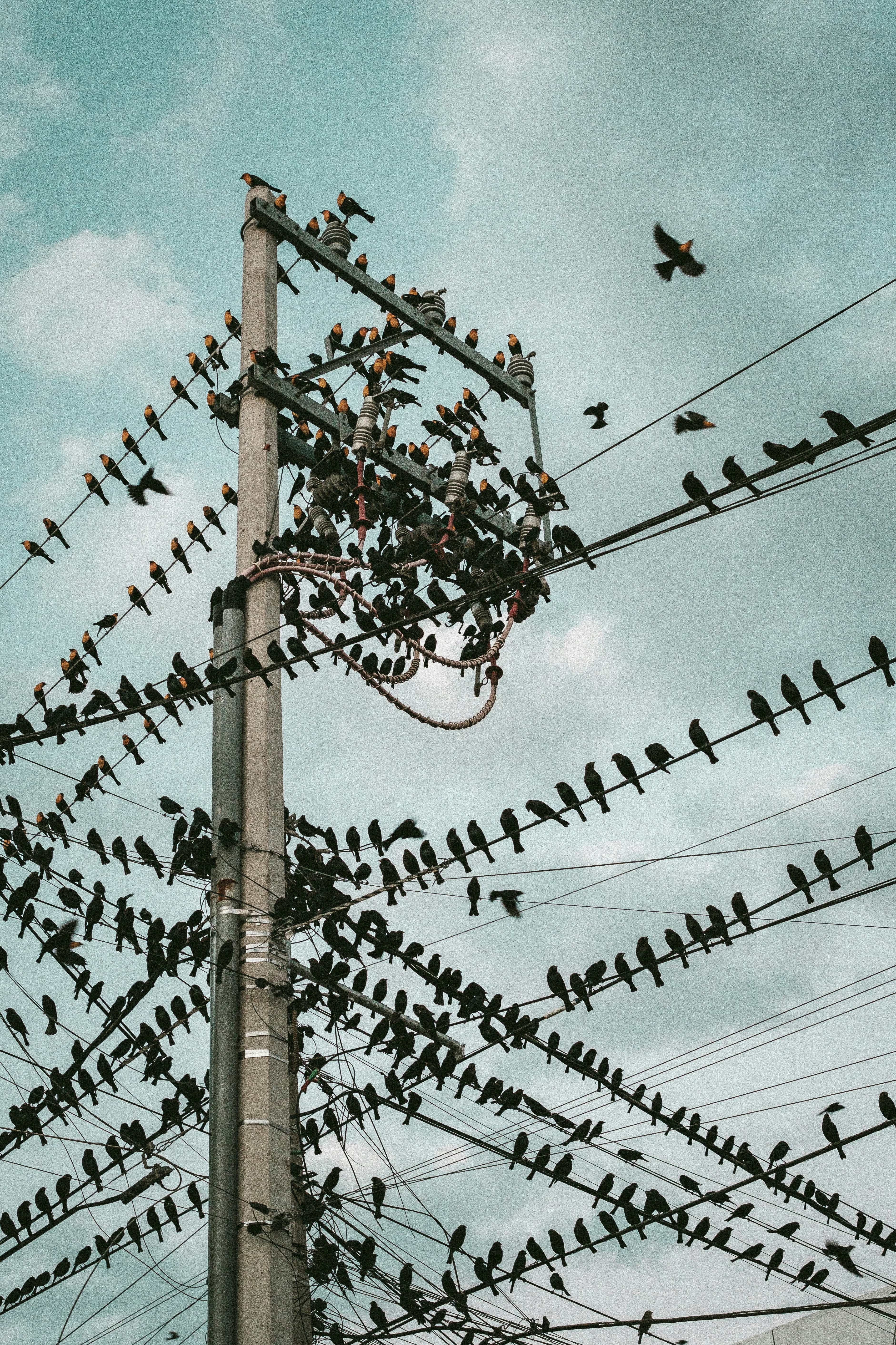 Symphony of Wings: The Dance of Urban Birds