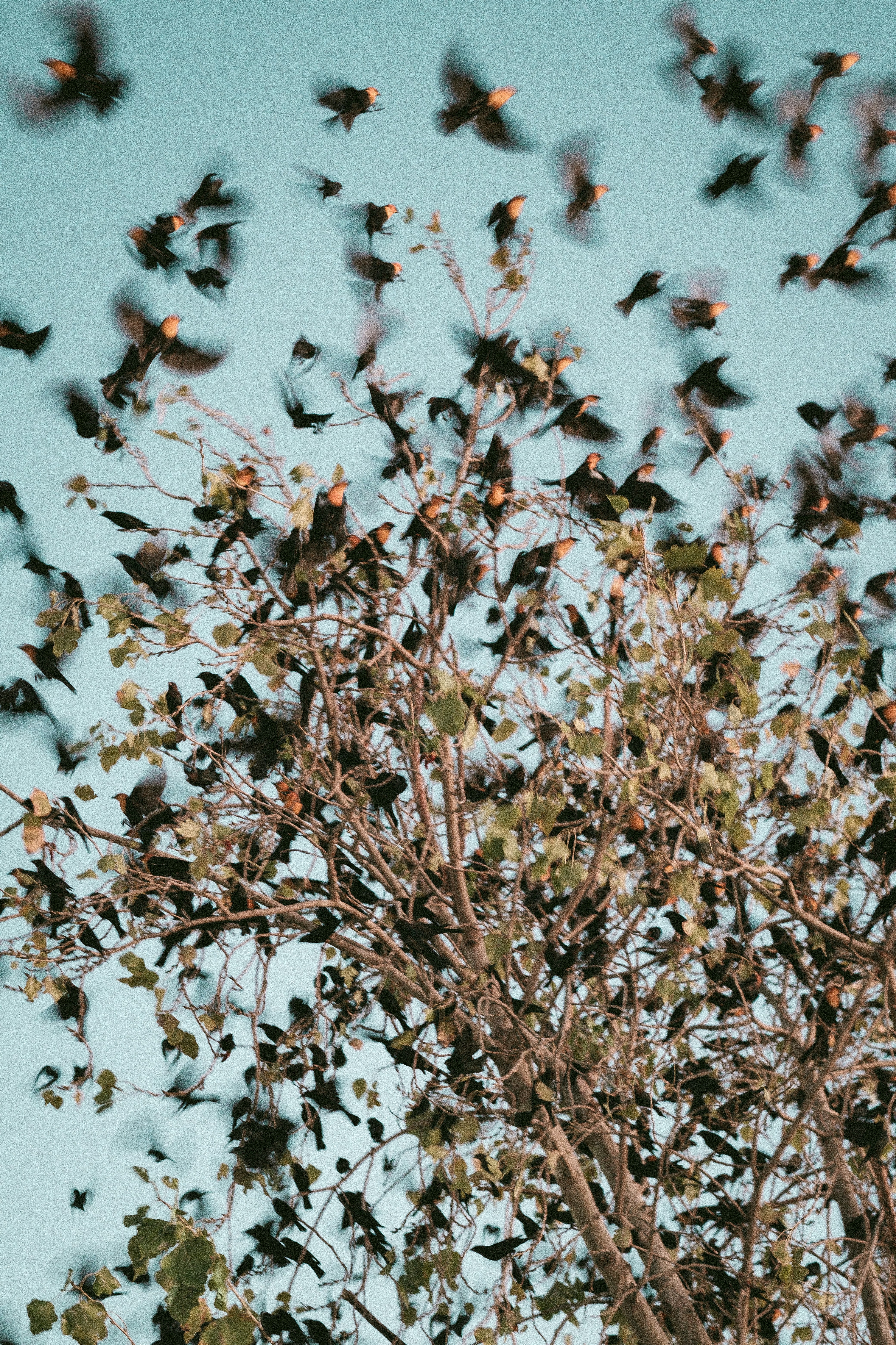 A flock of starlings takes flight from a tree, creating a dynamic display against a pale blue sky.