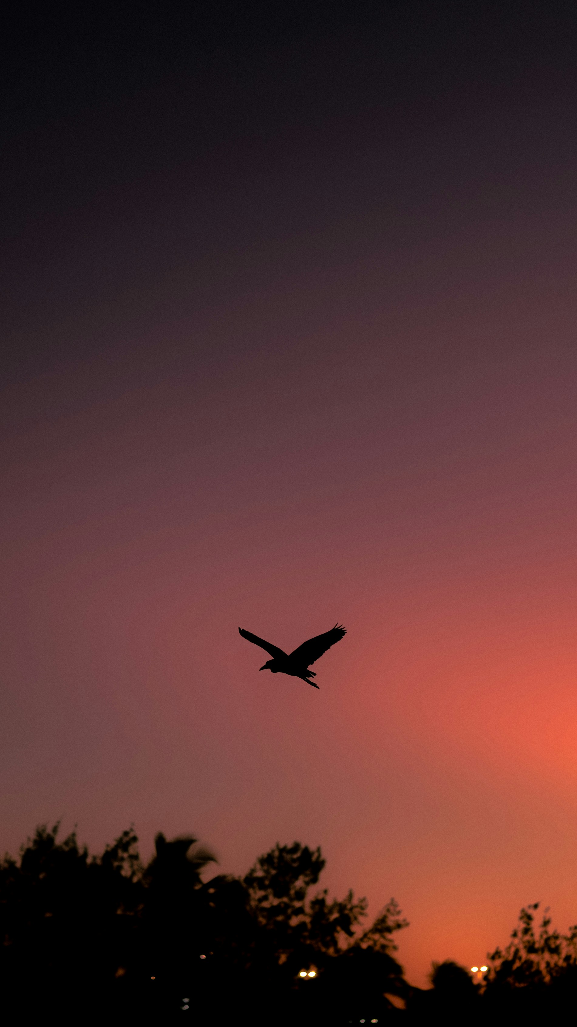 Soaring Silhouette Against a Twilight Canvas