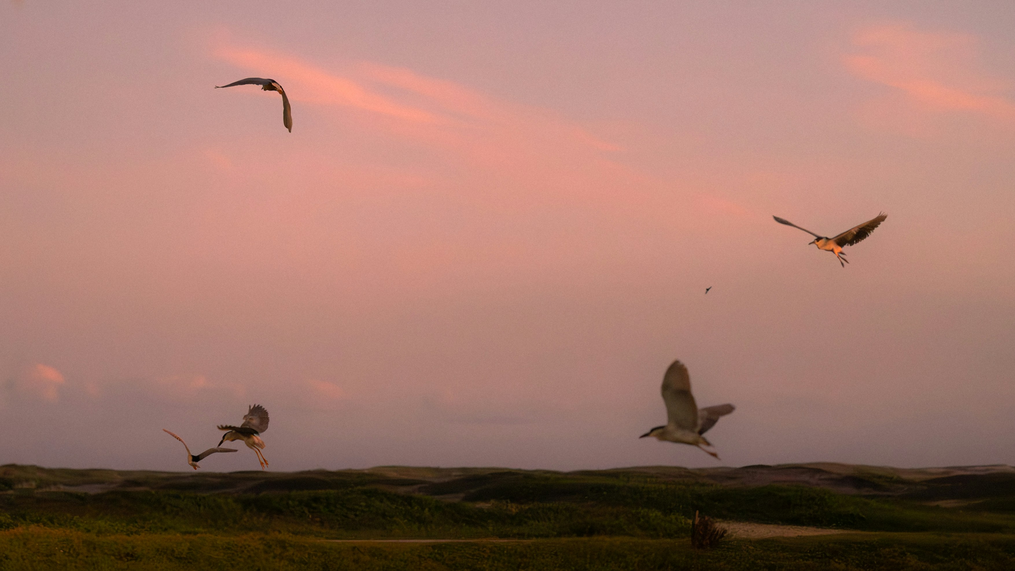 Dance of the Shorebirds at Dusk