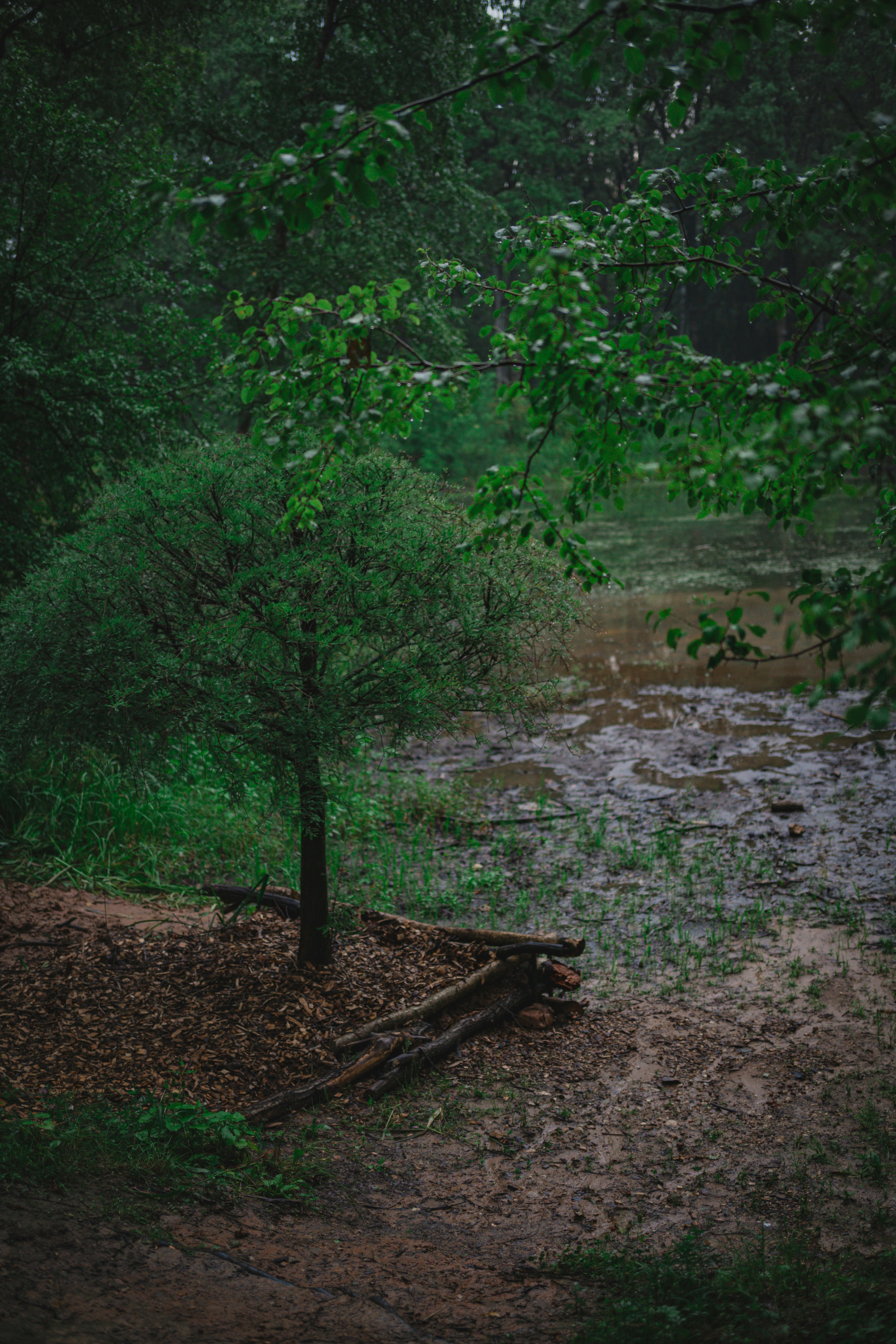 Whispers of Nature: A Solitary Tree Amidst the Rain