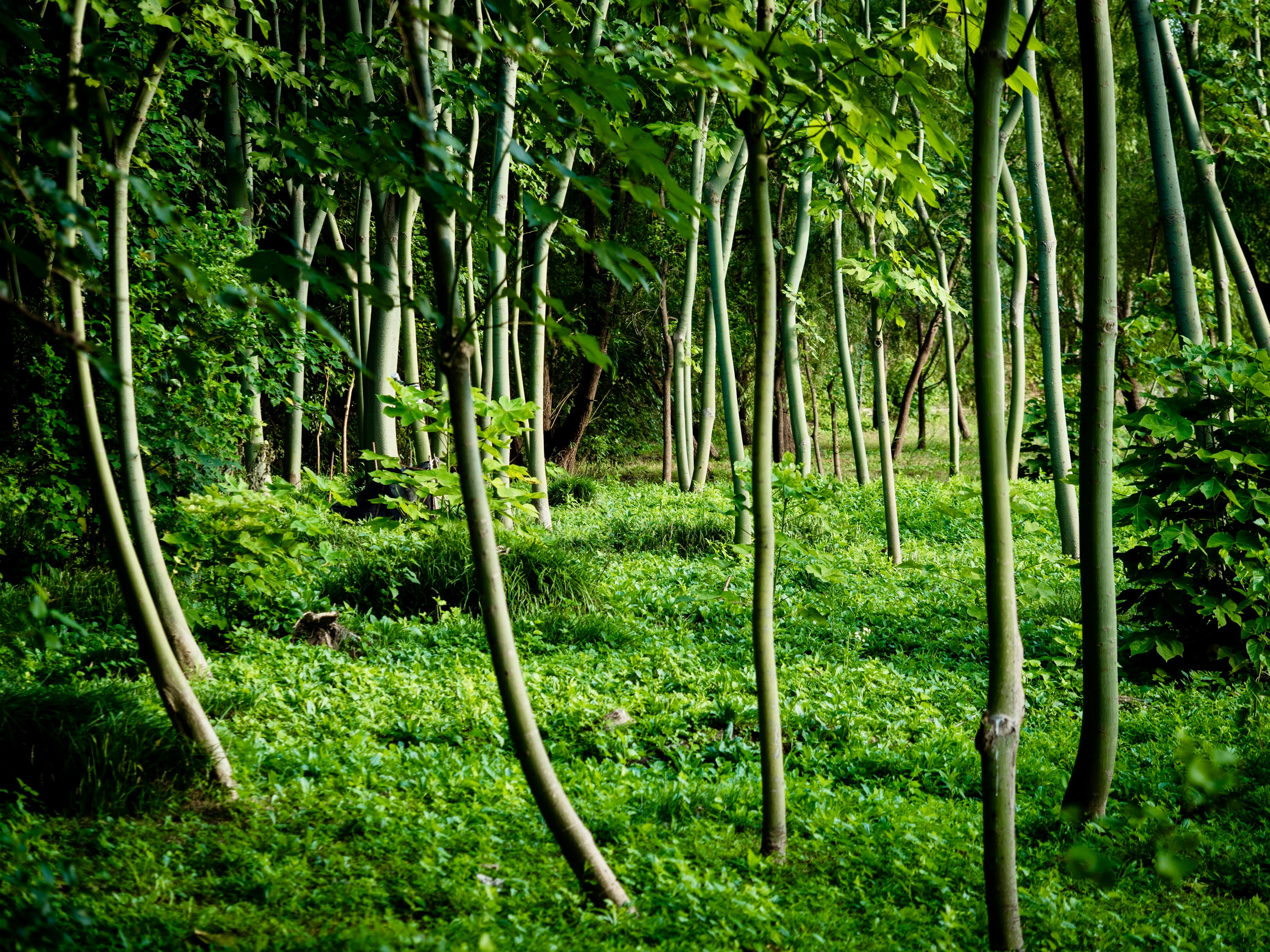 Whispers of the Green Canopy