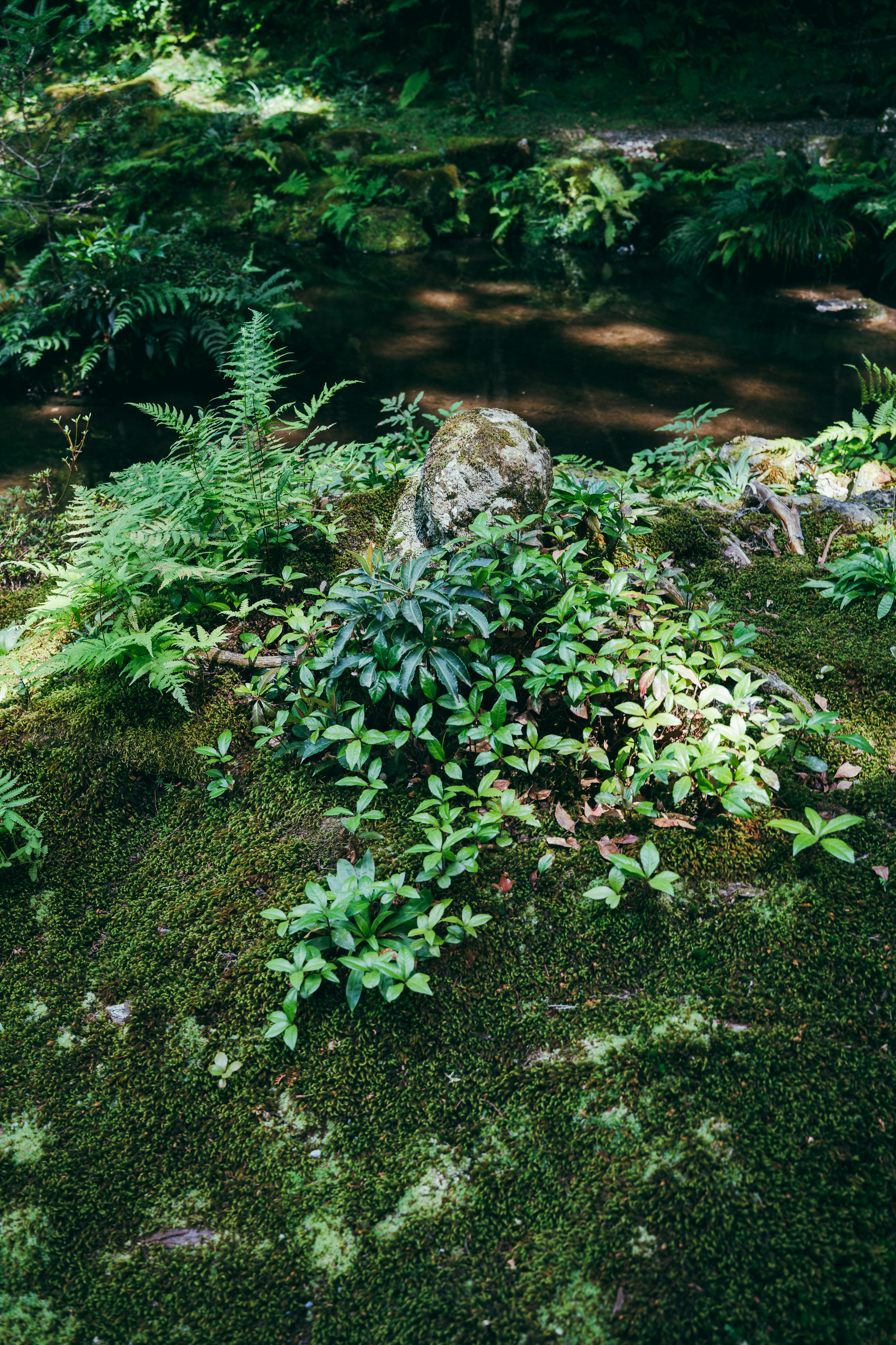 Moss and plants surround a stone in a serene garden.