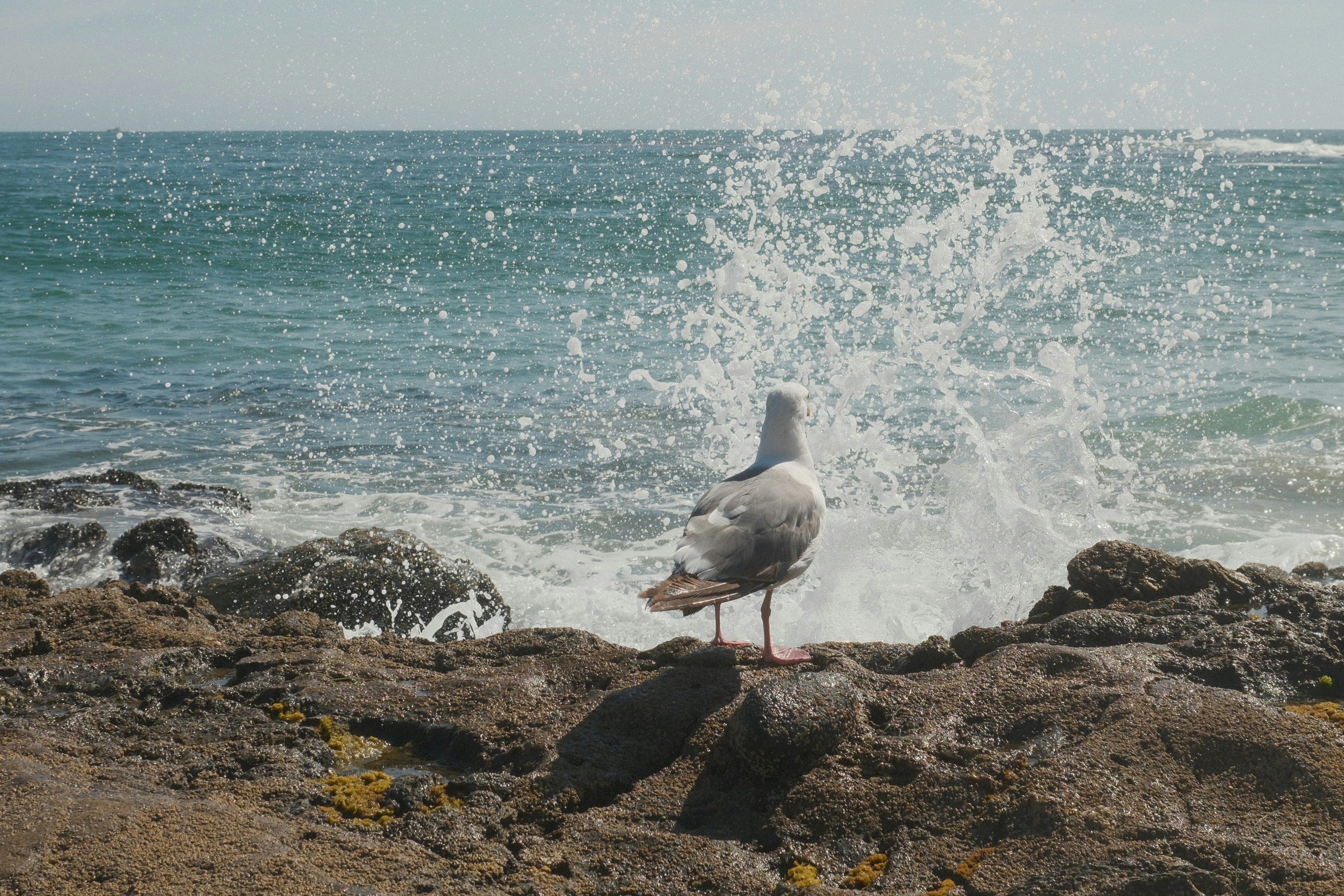 Seaside Sentinel: A Gull's Watch Over the Waves