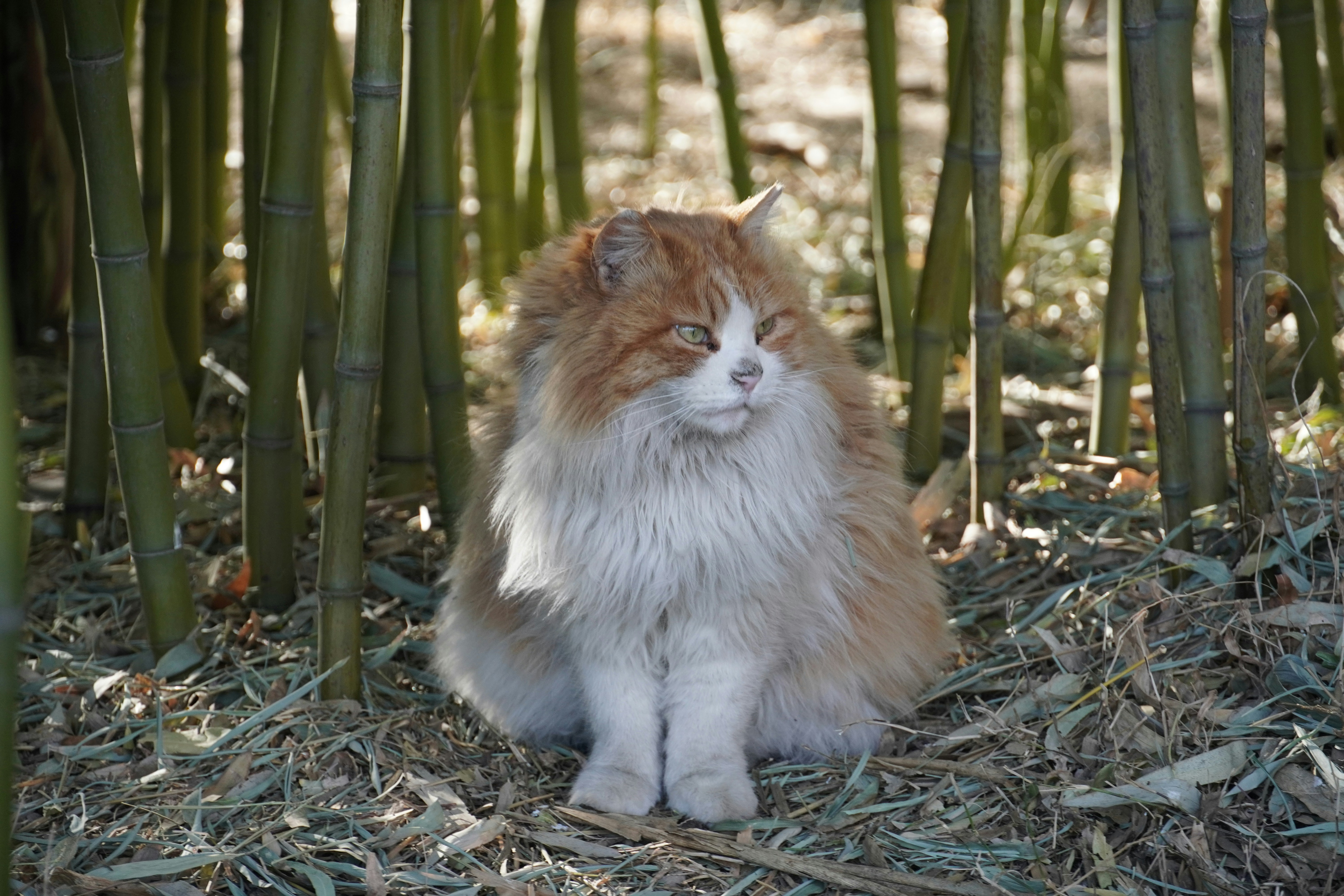 Whiskered Serenity Among Bamboo Shadows