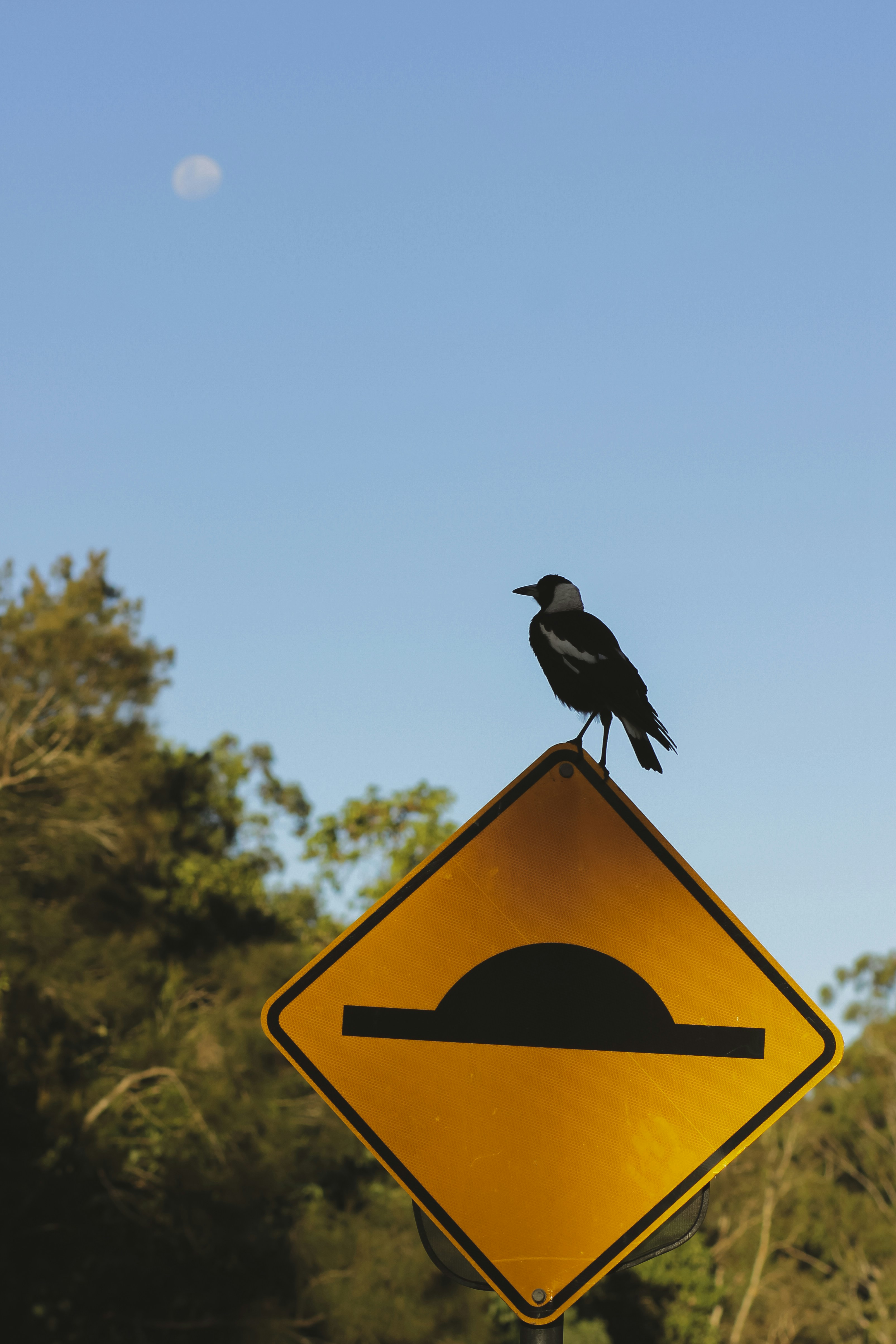 Black-and-white bird perched on a yellow road sign against a clear blue sky with the moon visible in the background.