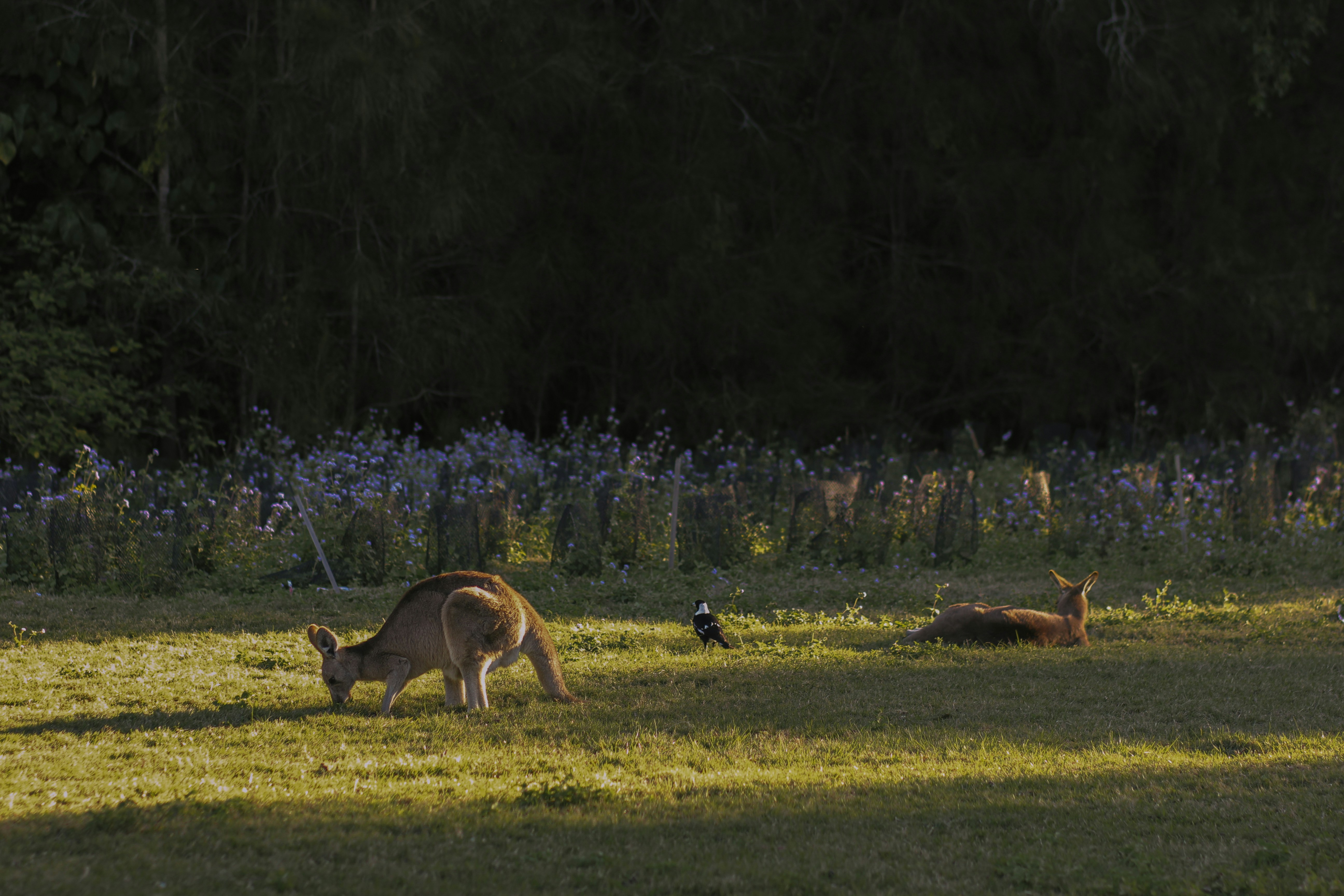 Dappled field vigil: deer silhouettes at golden-hour edge
