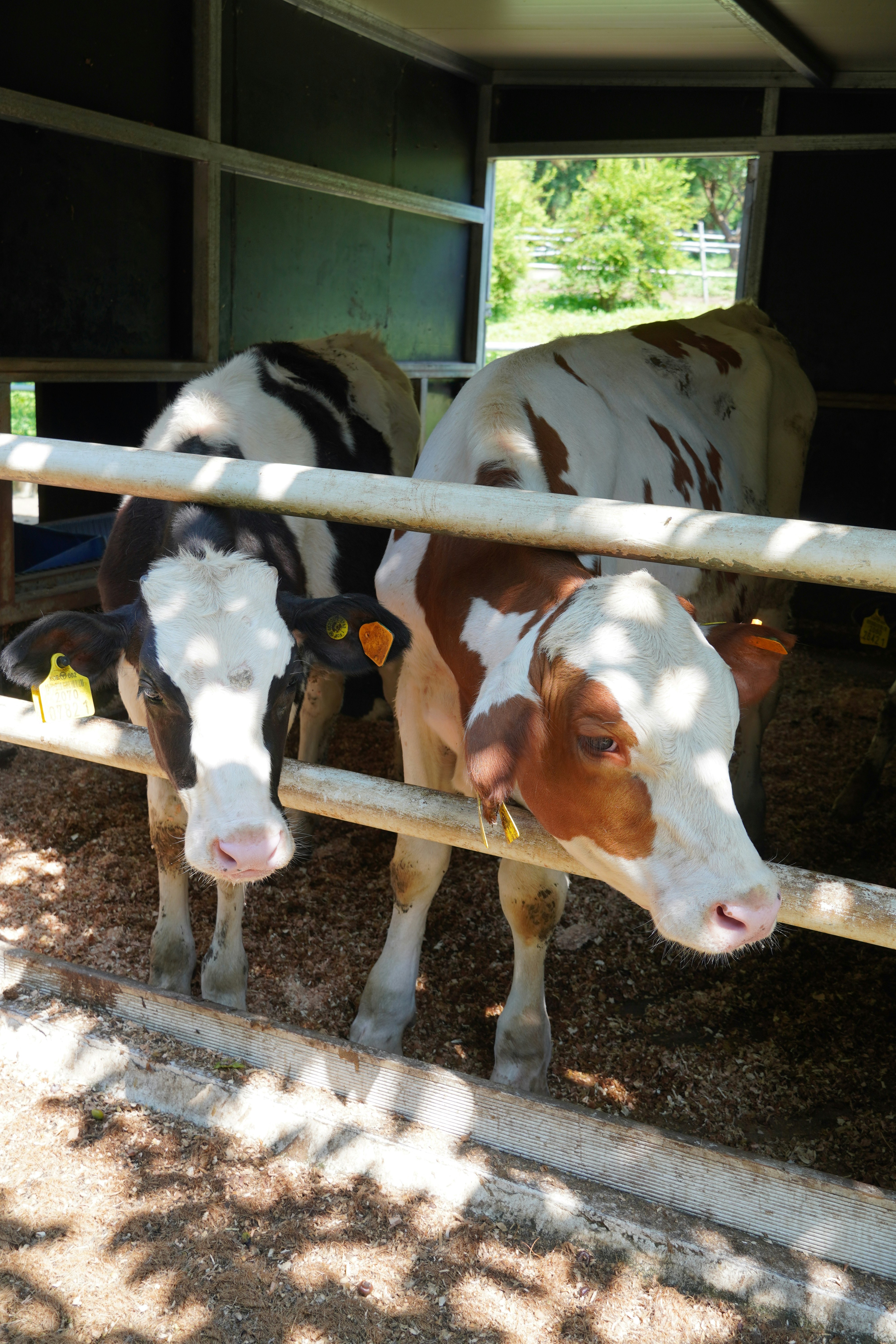 Sunlit Gatekeepers: Two Cows Peering Over a Barn Stall